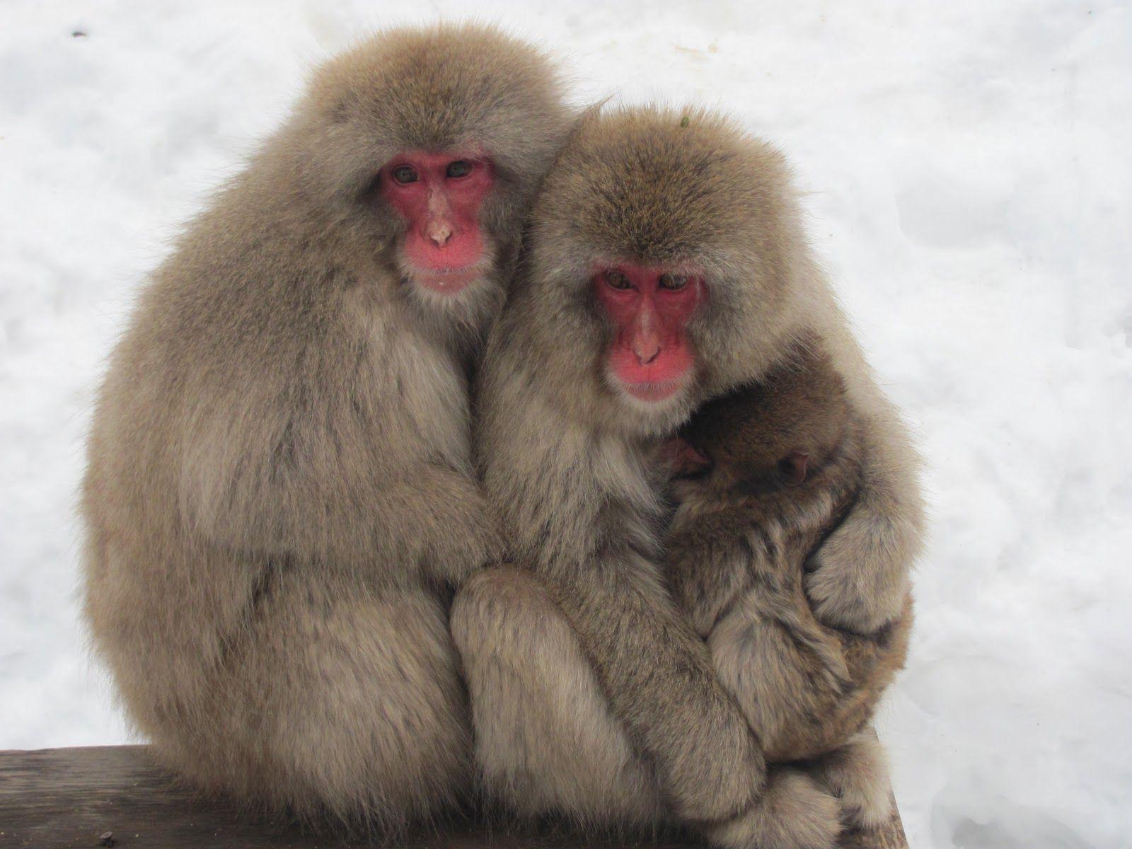 Japanese Macaque Wallpapers - Wallpaper Cave