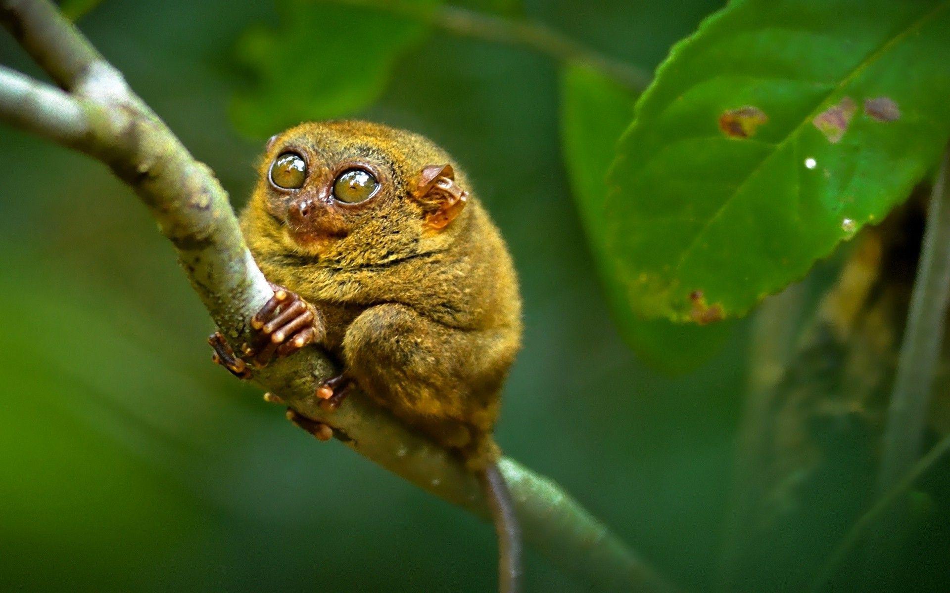 Slow Loris Wallpapers - Wallpaper Cave