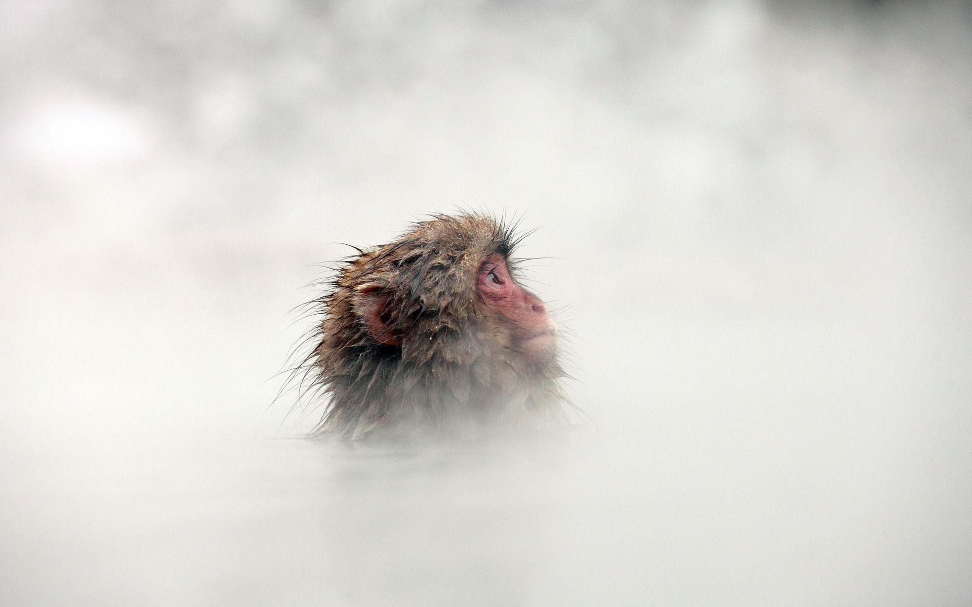 Japanese Macaque Wallpapers - Wallpaper Cave