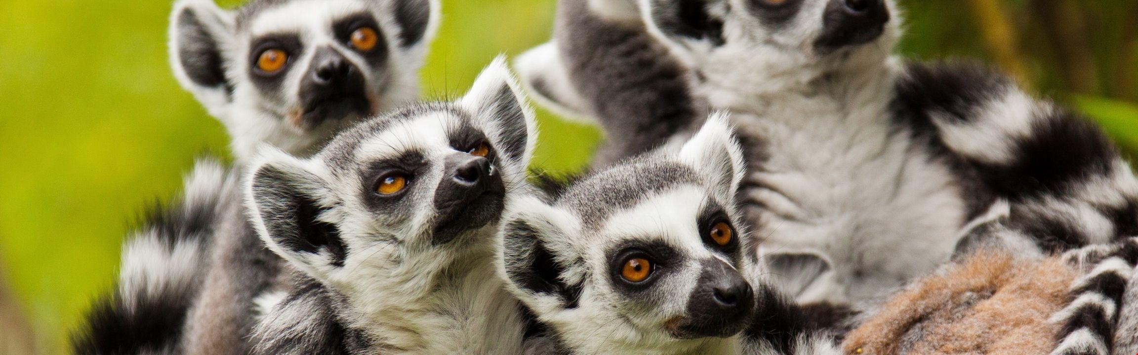 Slow Loris Wallpapers - Wallpaper Cave