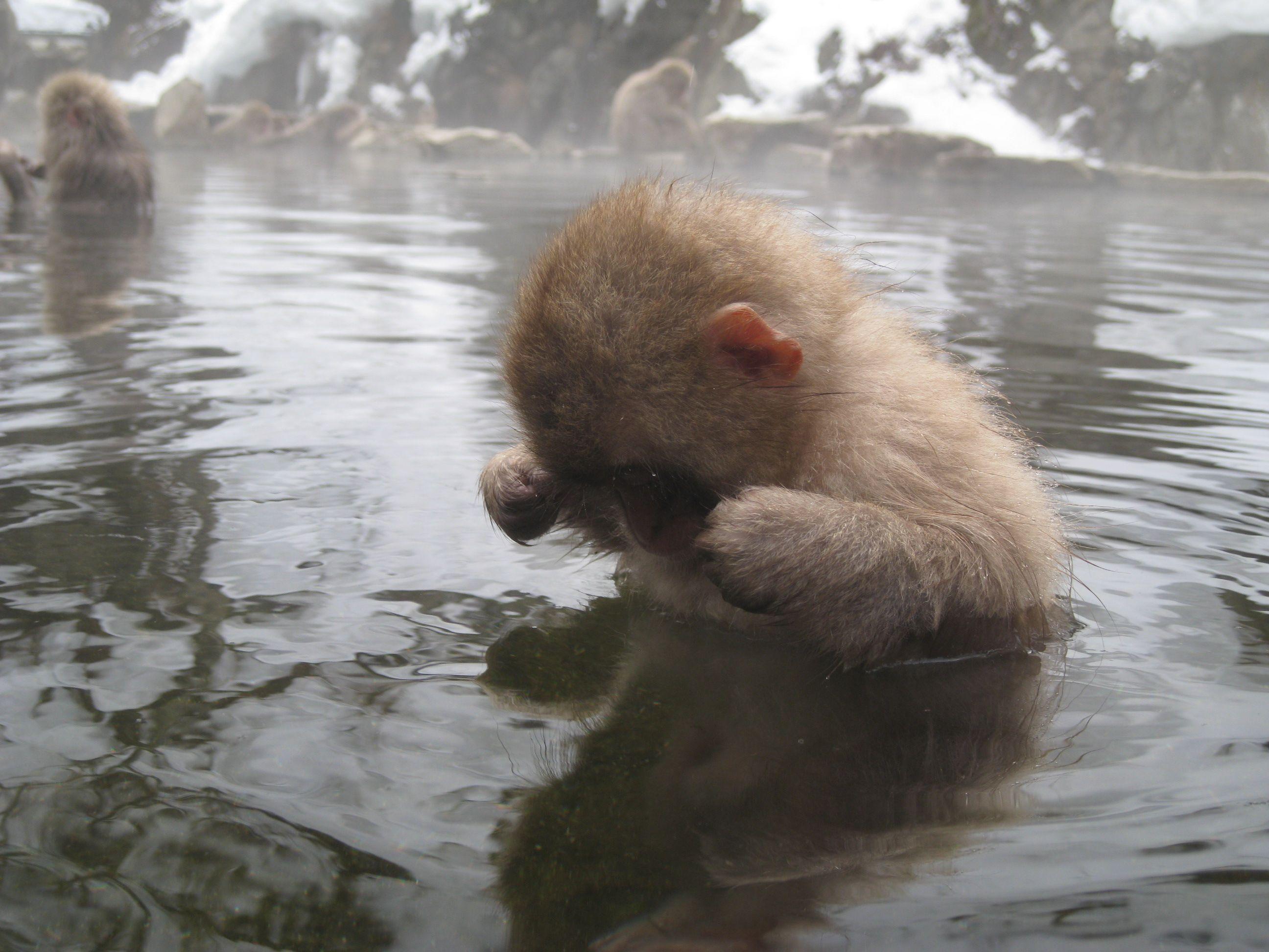 Japanese Macaque Wallpapers - Wallpaper Cave