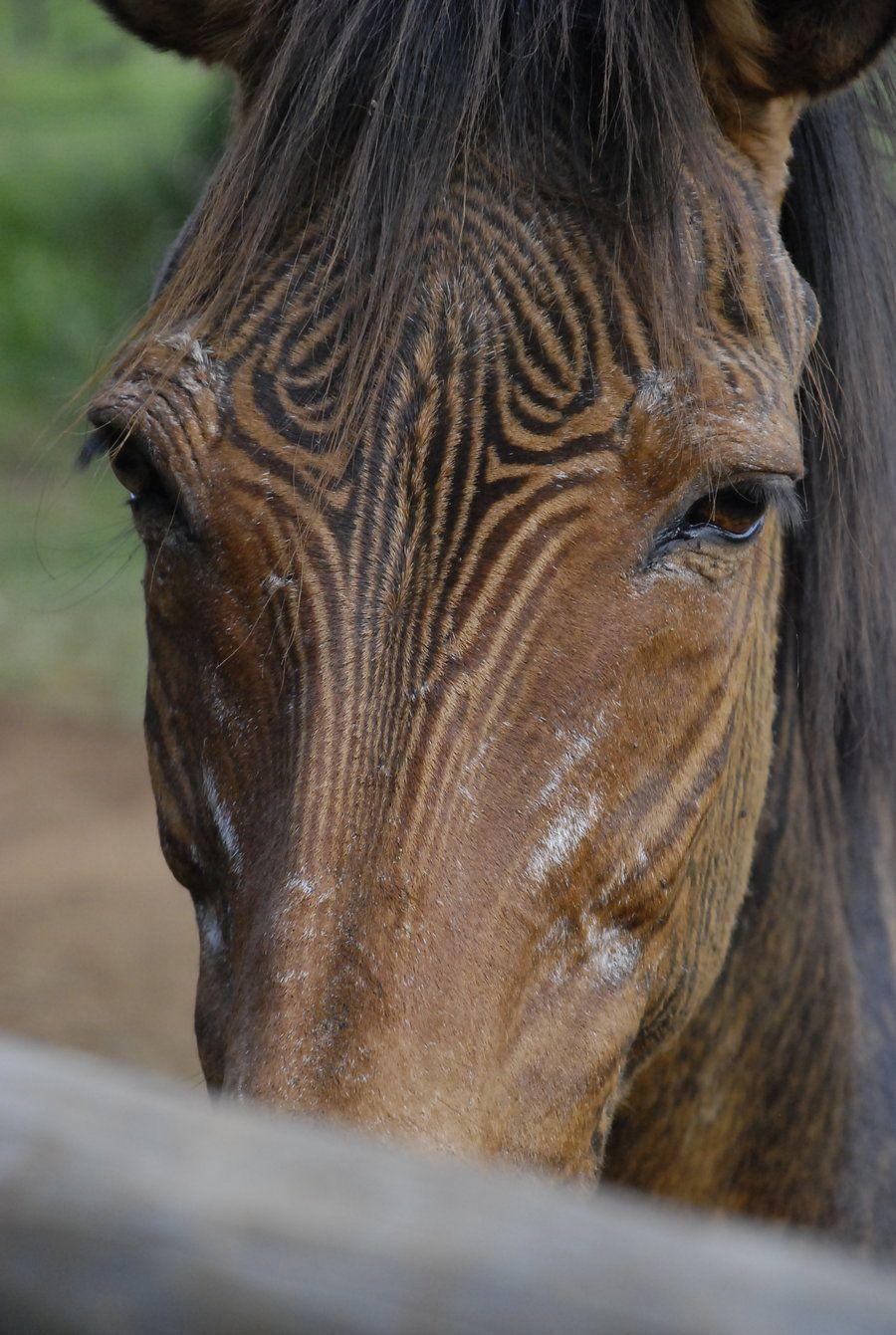 Zebroid Wallpapers - Wallpaper Cave