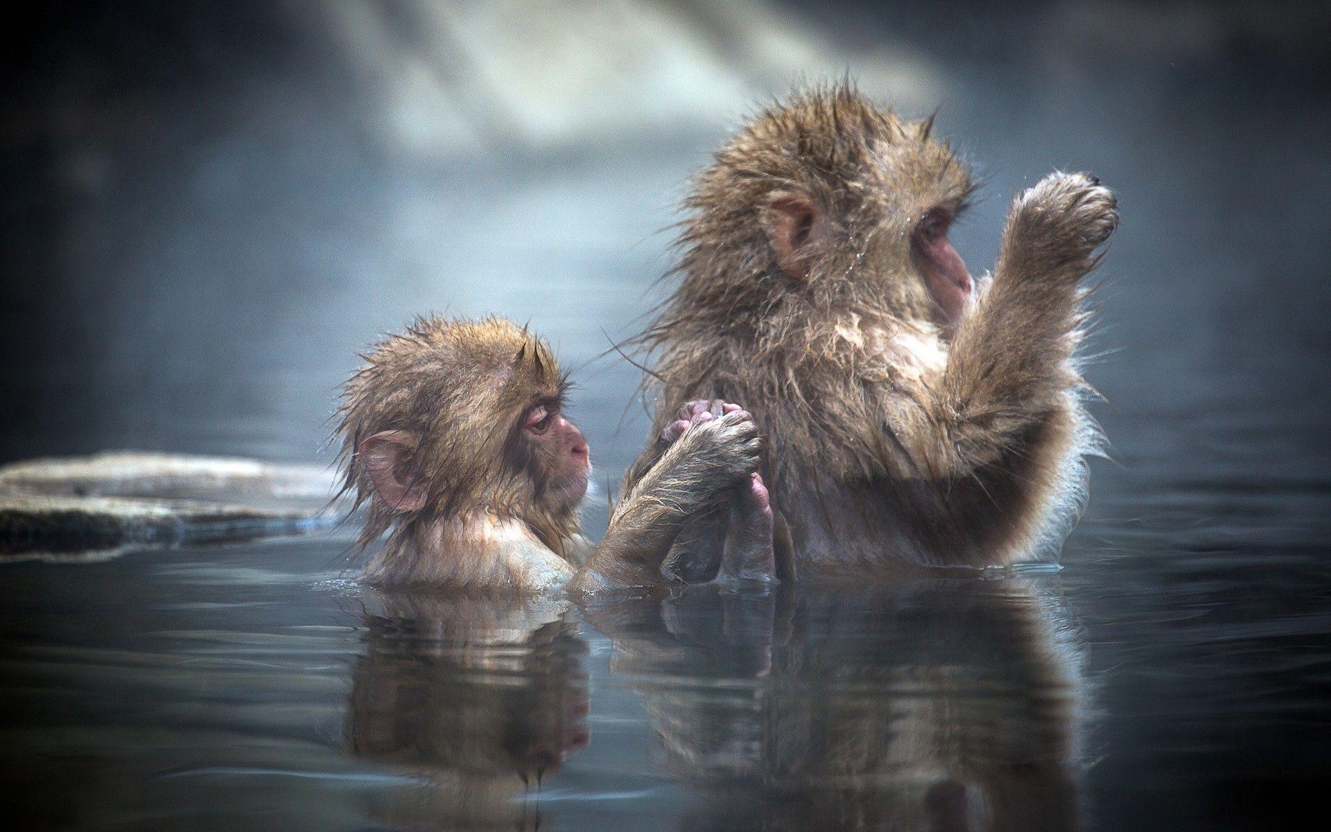 Japanese Macaque Wallpapers - Wallpaper Cave