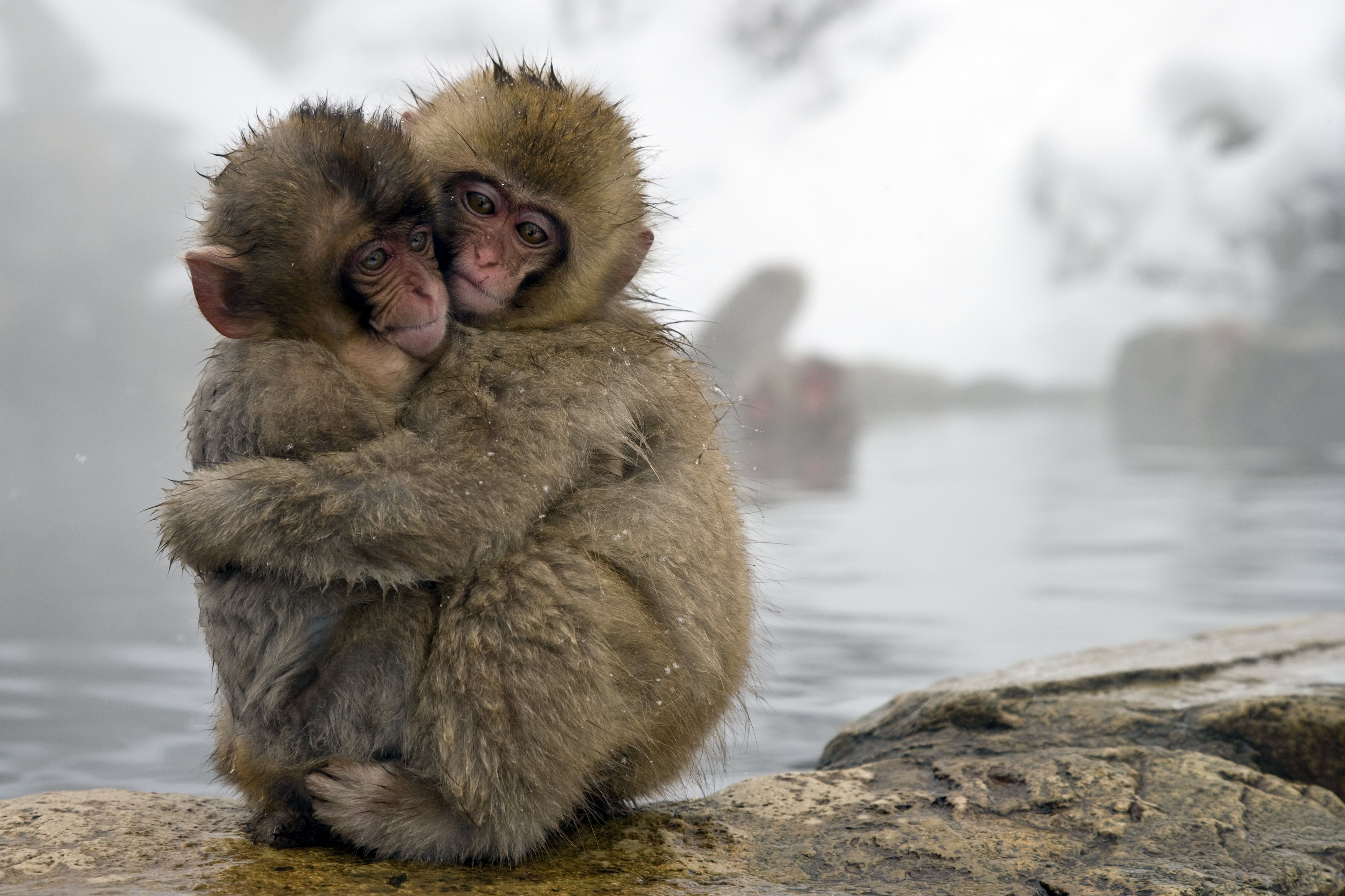 Japanese Macaque Wallpapers - Wallpaper Cave