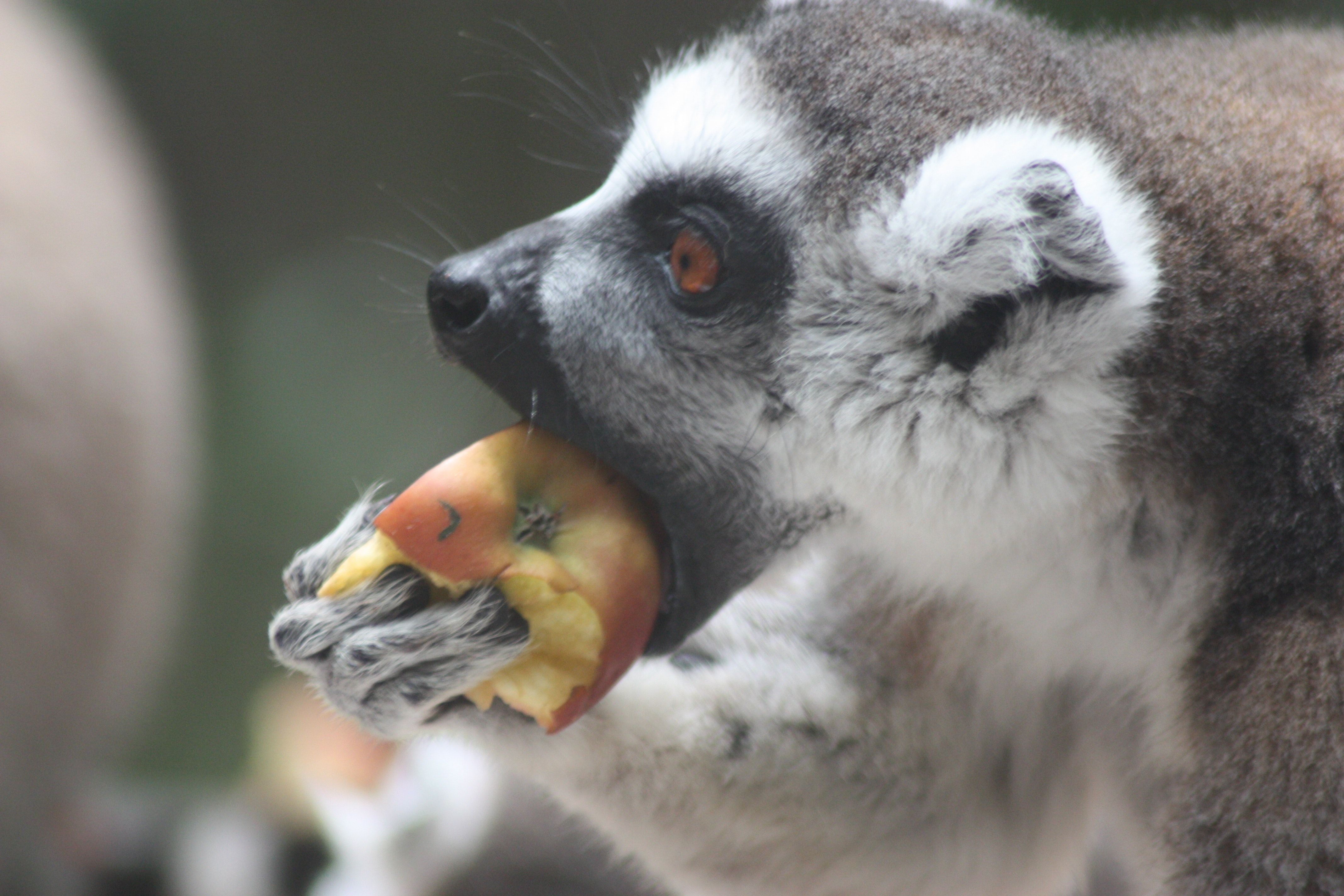 Slow Loris Wallpapers - Wallpaper Cave