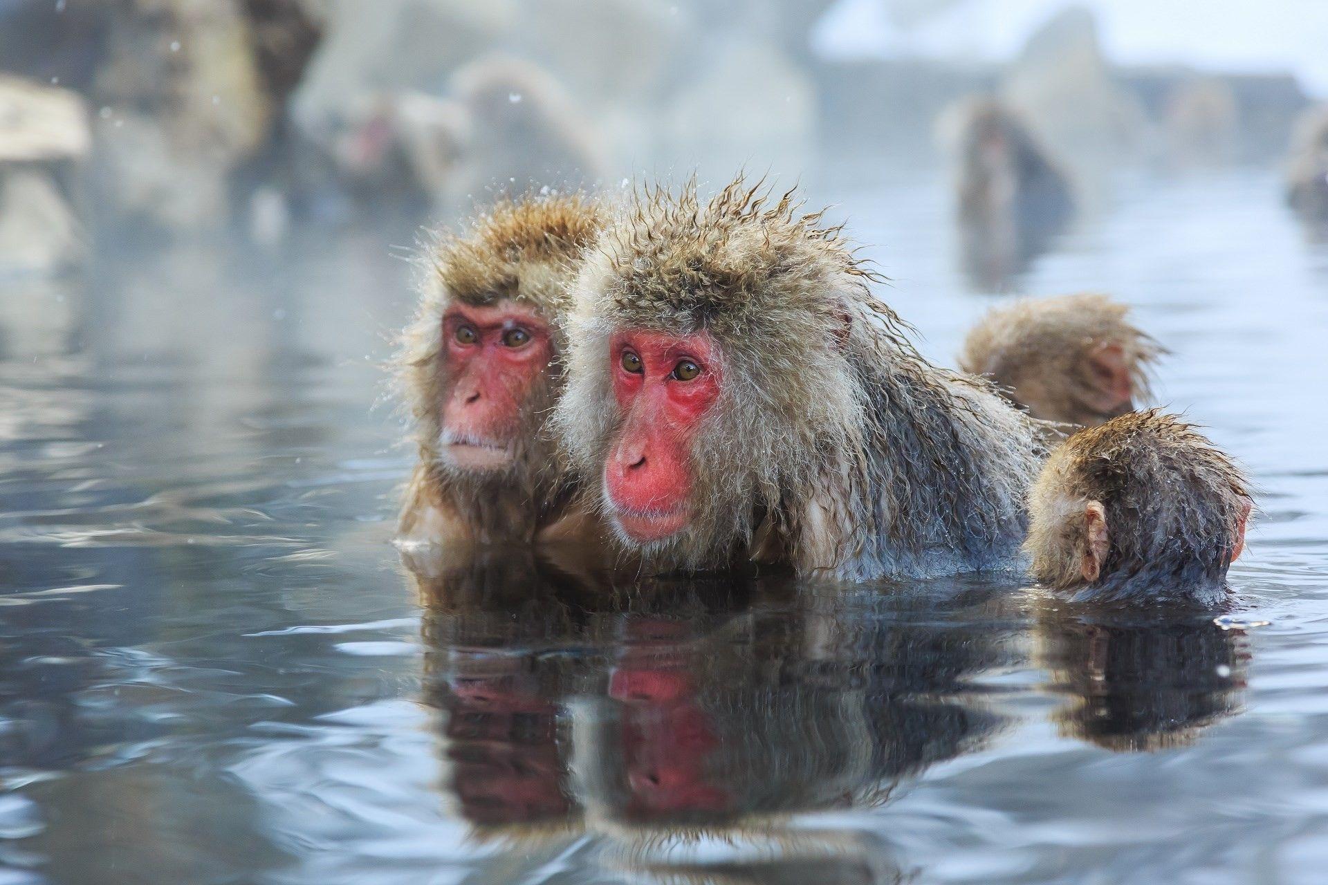 Japanese Macaque Wallpapers - Wallpaper Cave