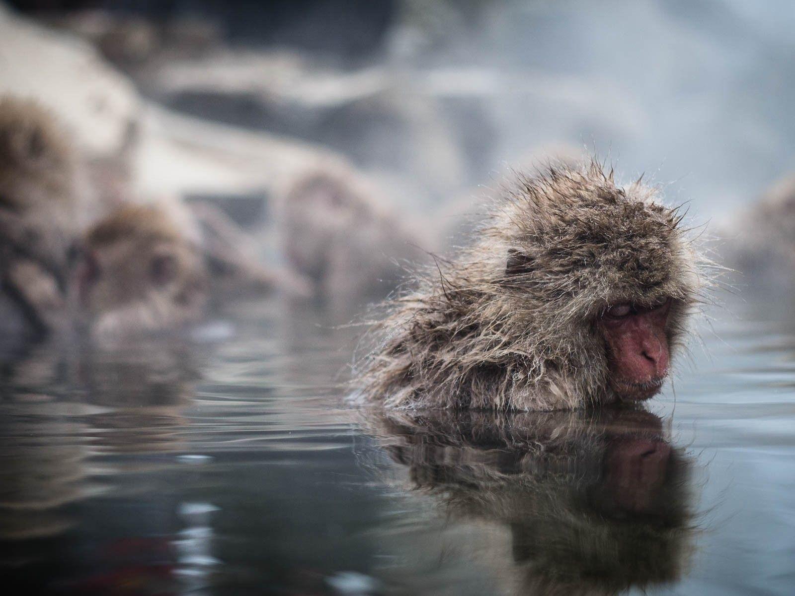Japanese Macaque Wallpapers - Wallpaper Cave
