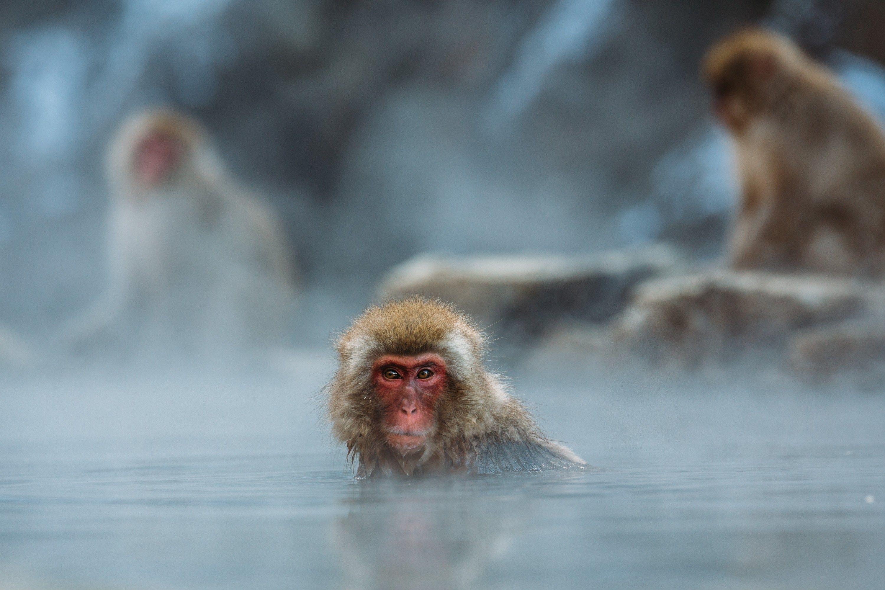 Japanese Macaque Wallpapers - Wallpaper Cave