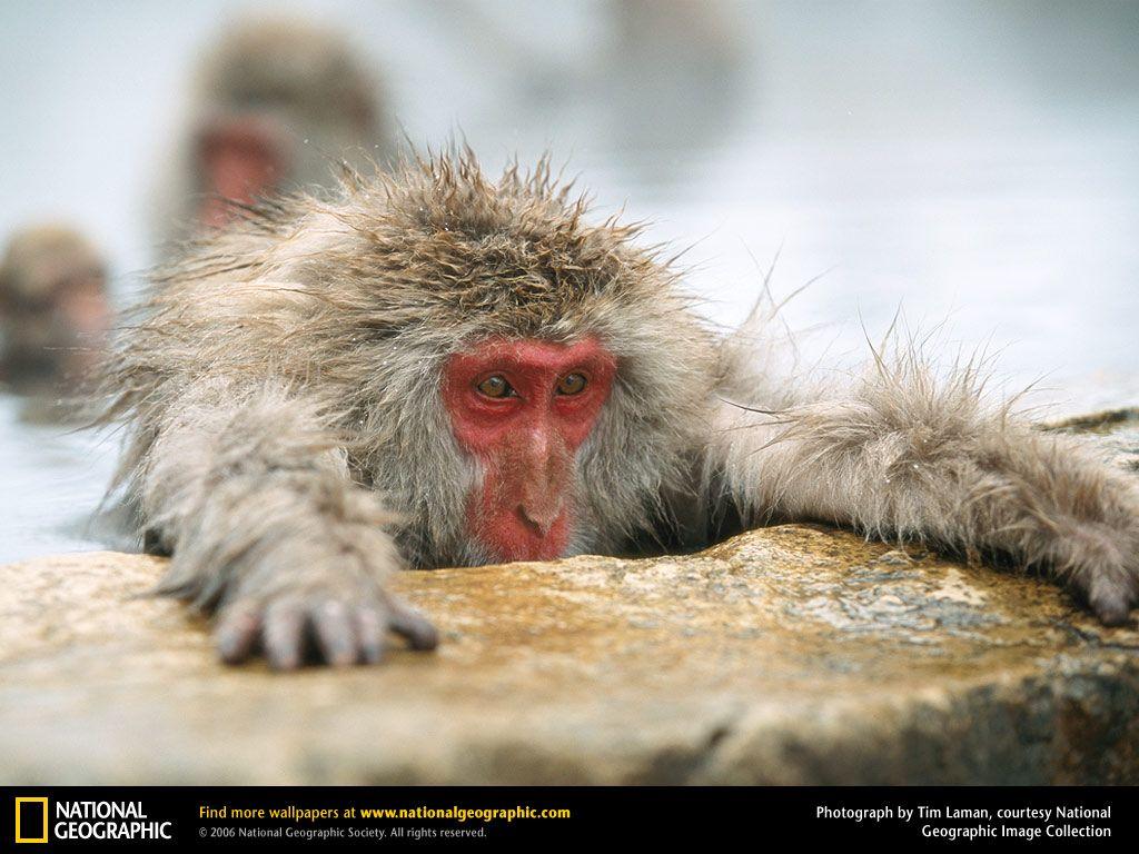 Japanese Macaque Wallpapers - Wallpaper Cave