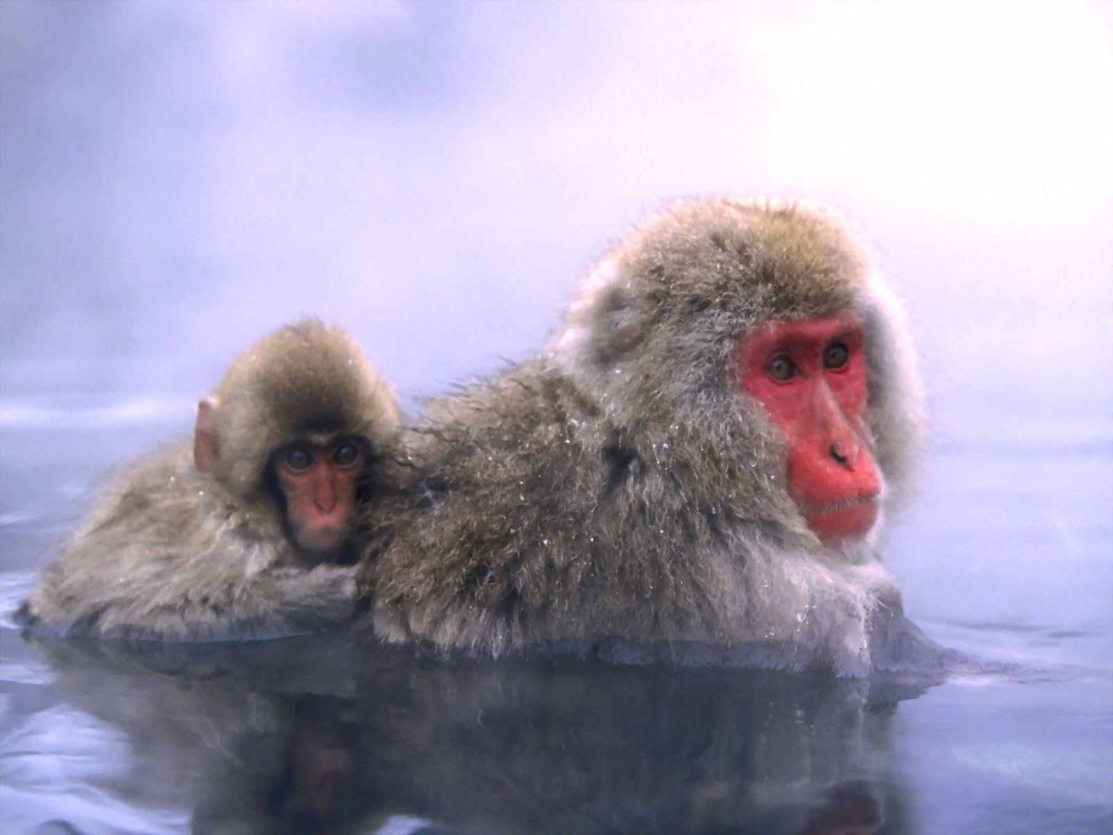 Japanese Macaque Wallpapers - Wallpaper Cave