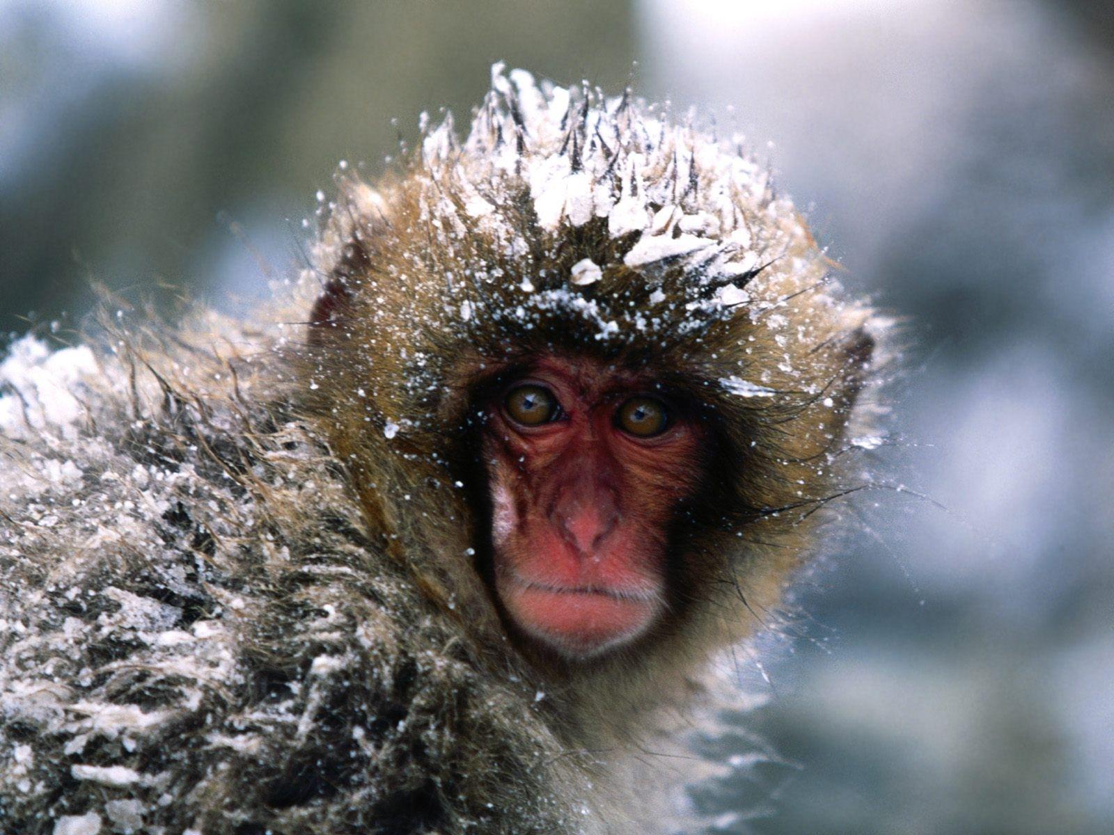 Japanese Macaque Wallpapers - Wallpaper Cave