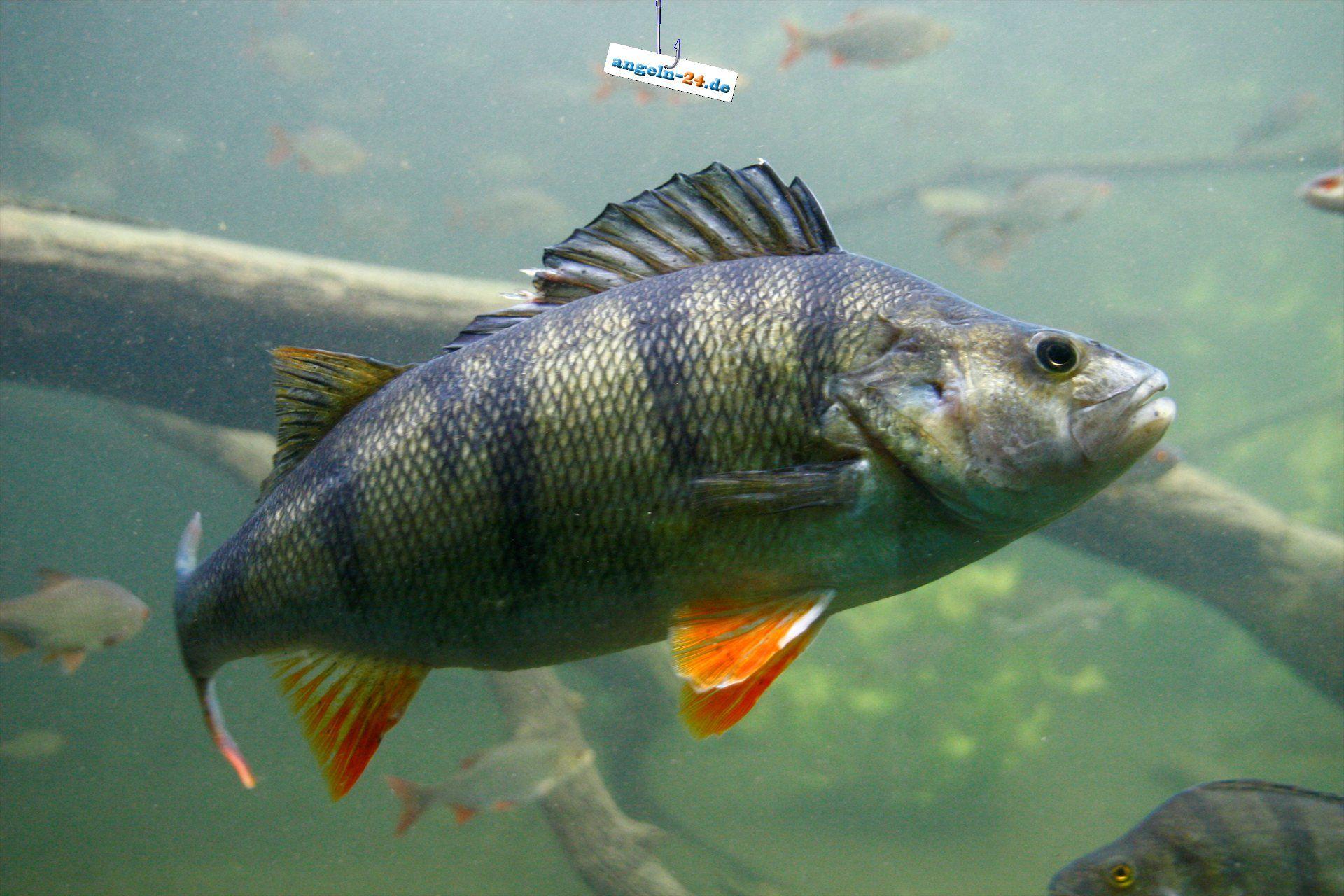 Angeln Wallpapers - Wallpaper Cave