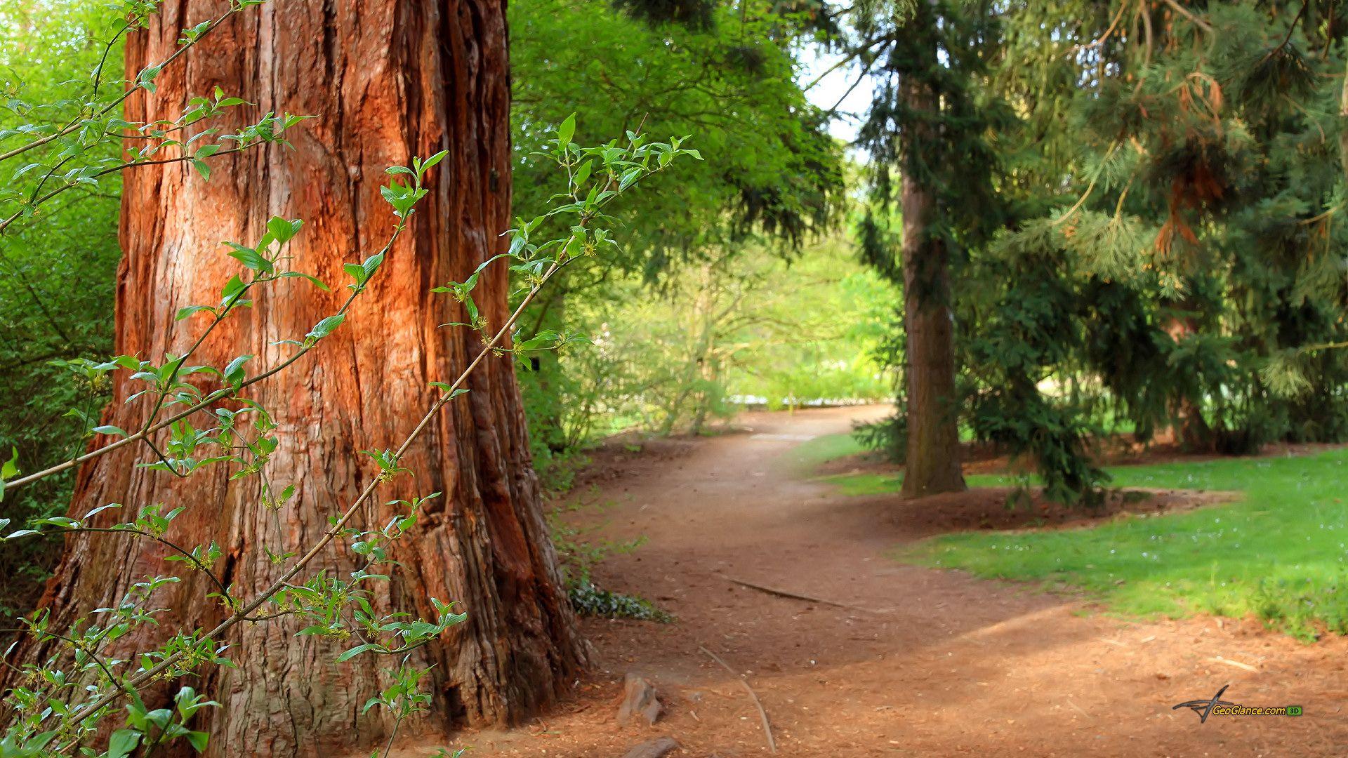 HD Forest Backgrounds - Wallpaper Cave