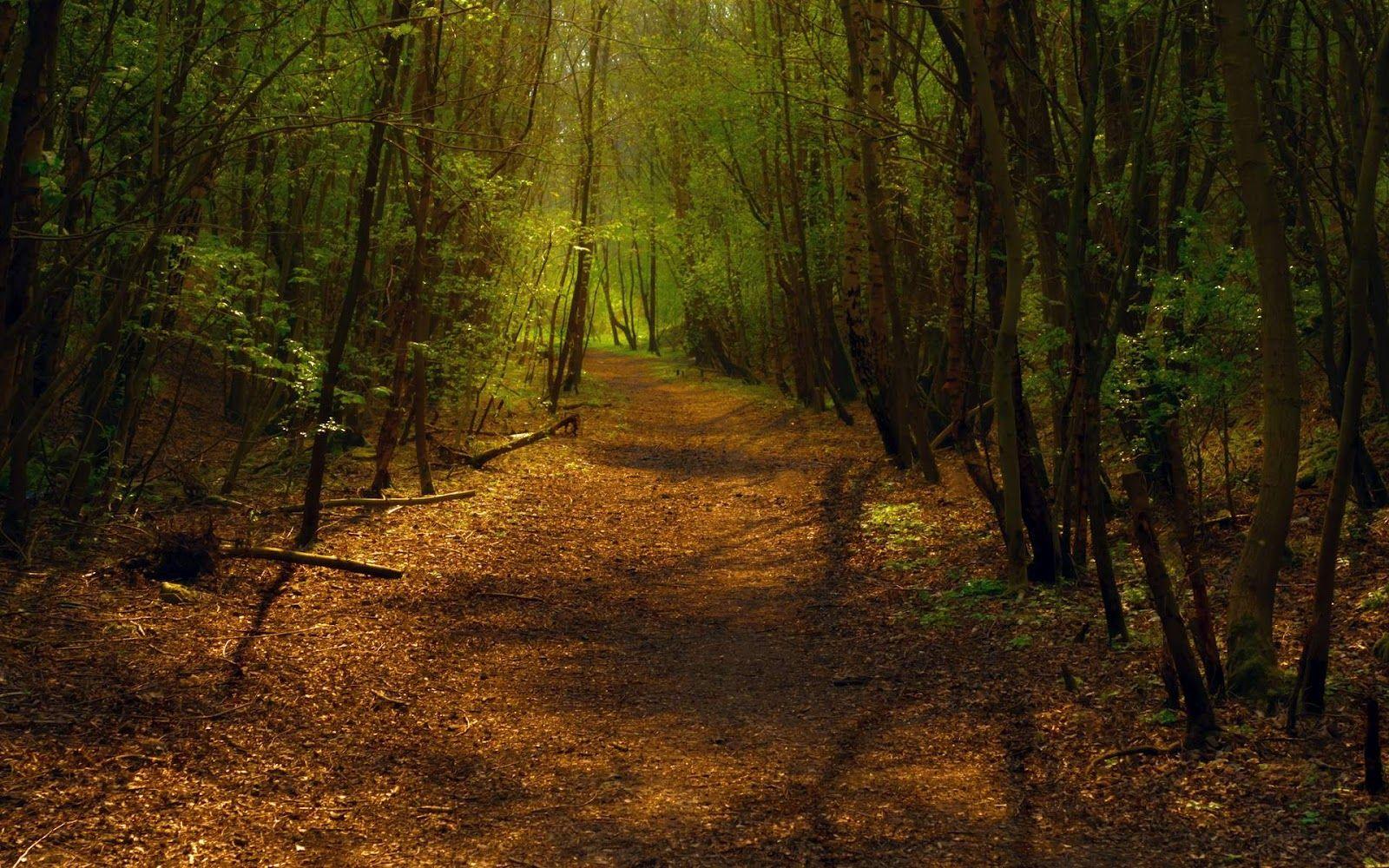 HD Forest Backgrounds - Wallpaper Cave