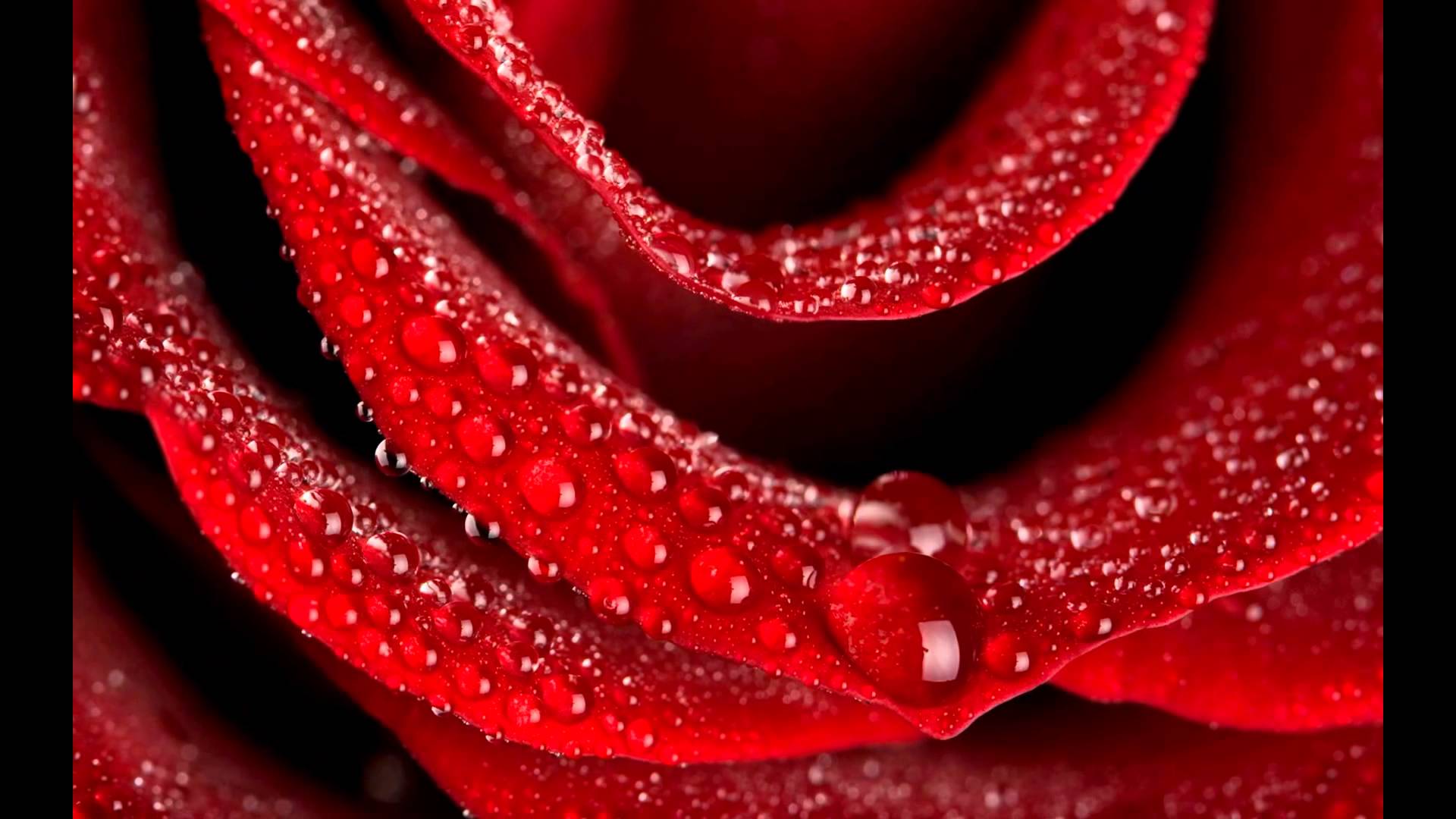 Roses HD Wallpapers - Wallpaper Cave
