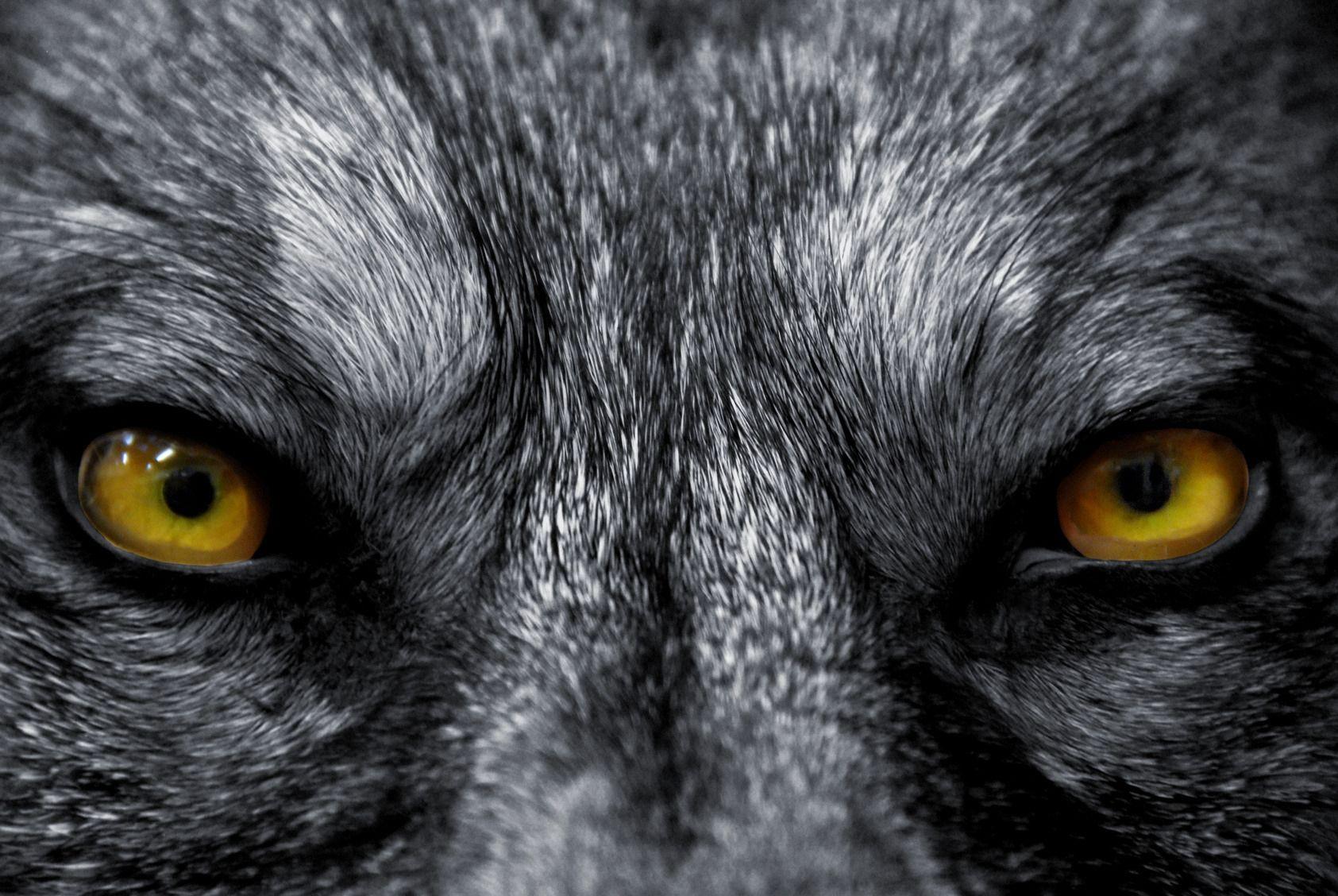 Werewolf HD Wallpapers - Wallpaper Cave