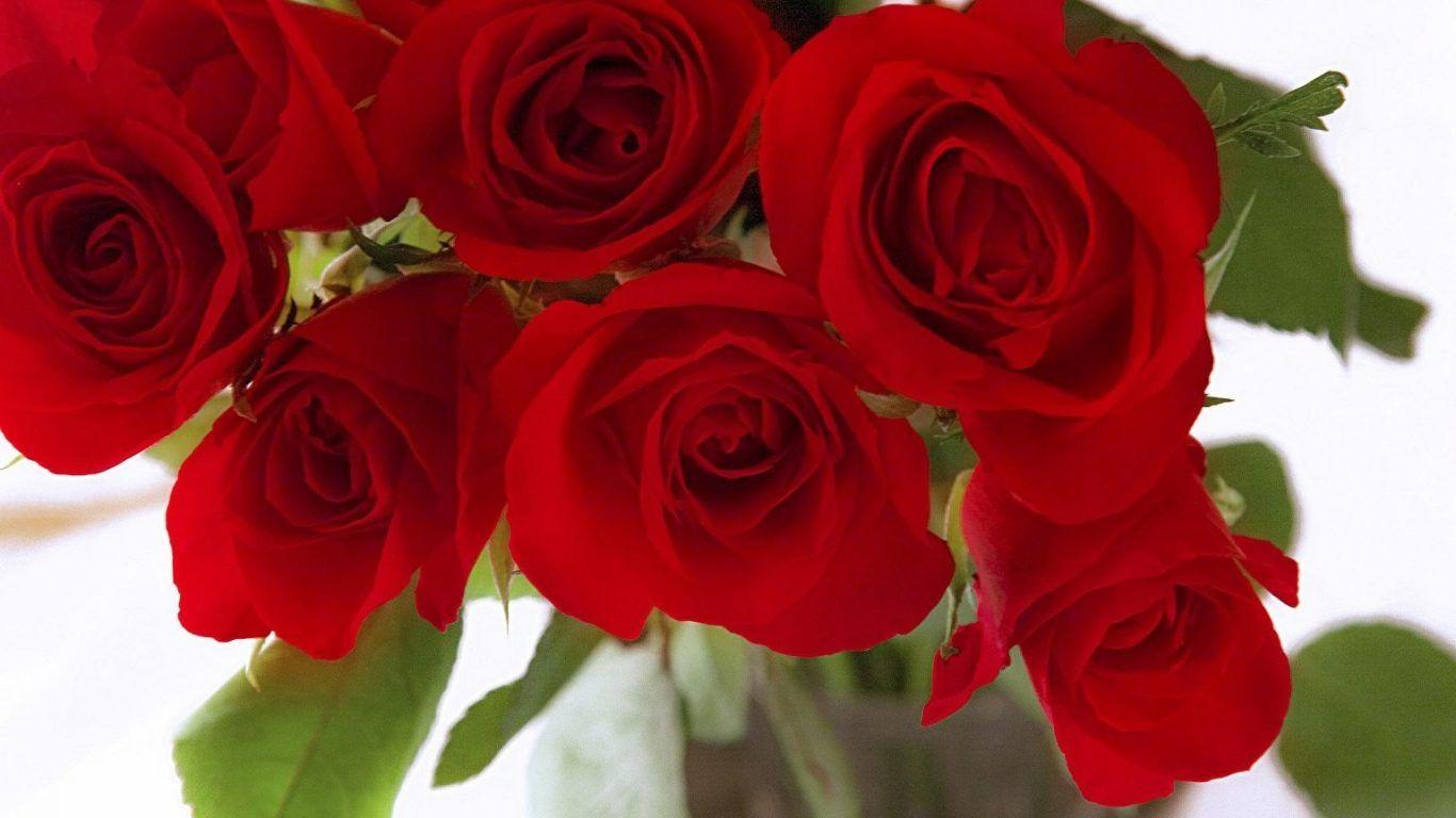 Roja Flower Wallpapers - Wallpaper Cave