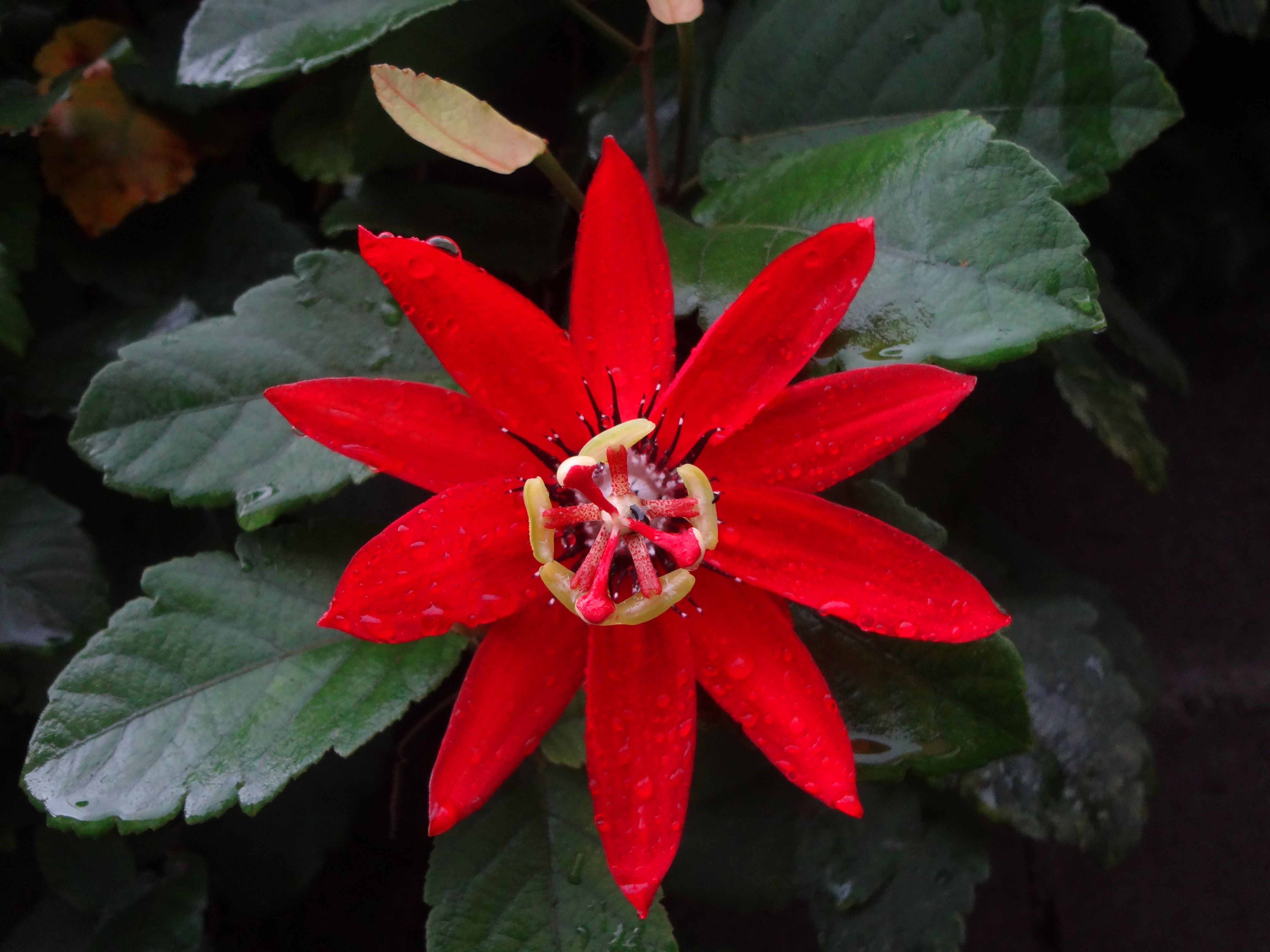 Roja Flower Wallpapers - Wallpaper Cave