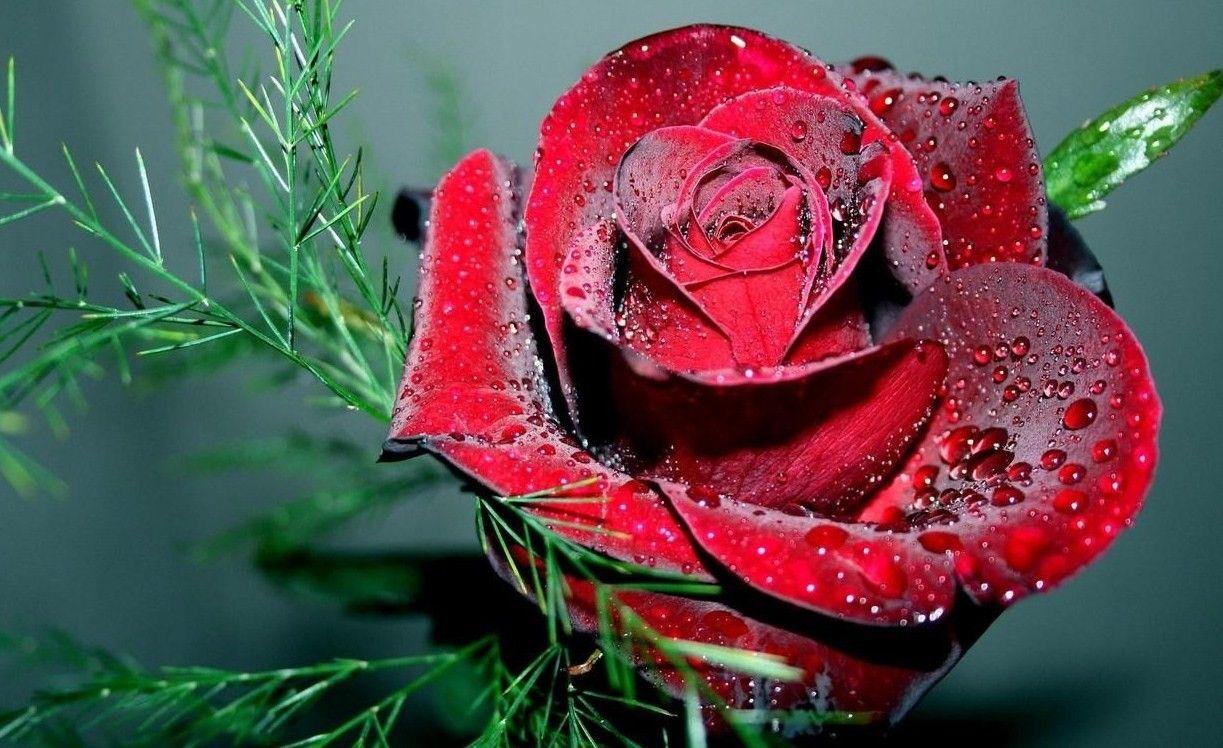 Roja Flower Wallpapers - Wallpaper Cave