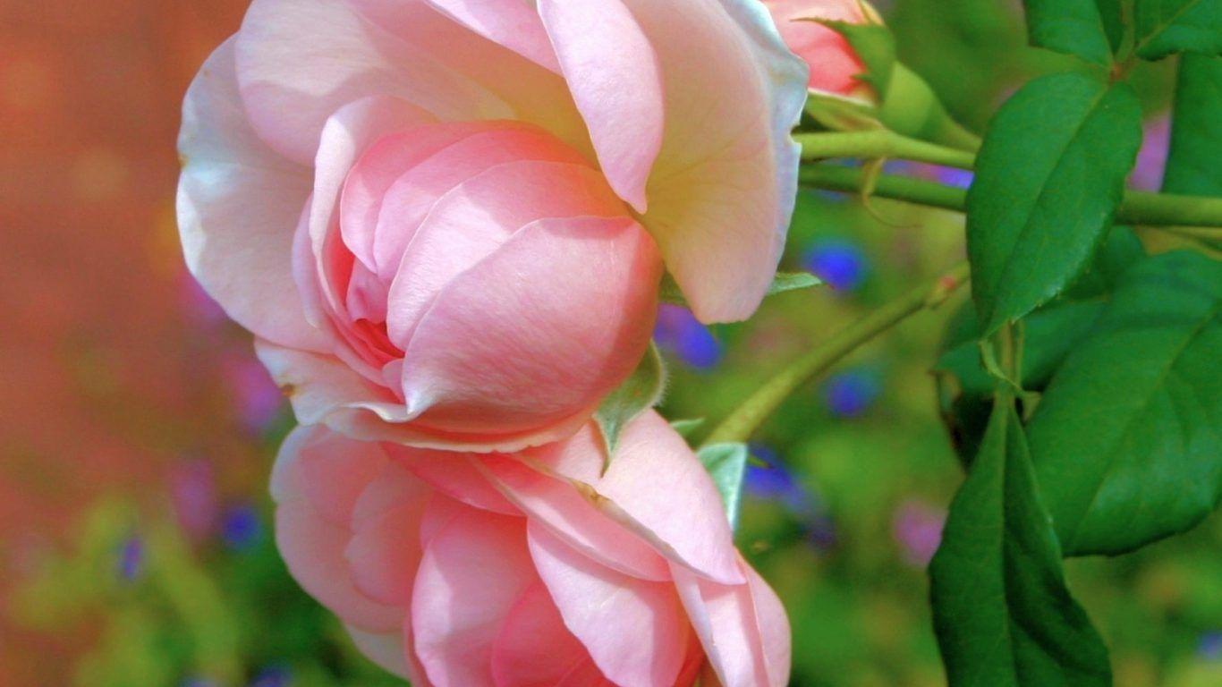 Roja Flower Wallpapers - Wallpaper Cave