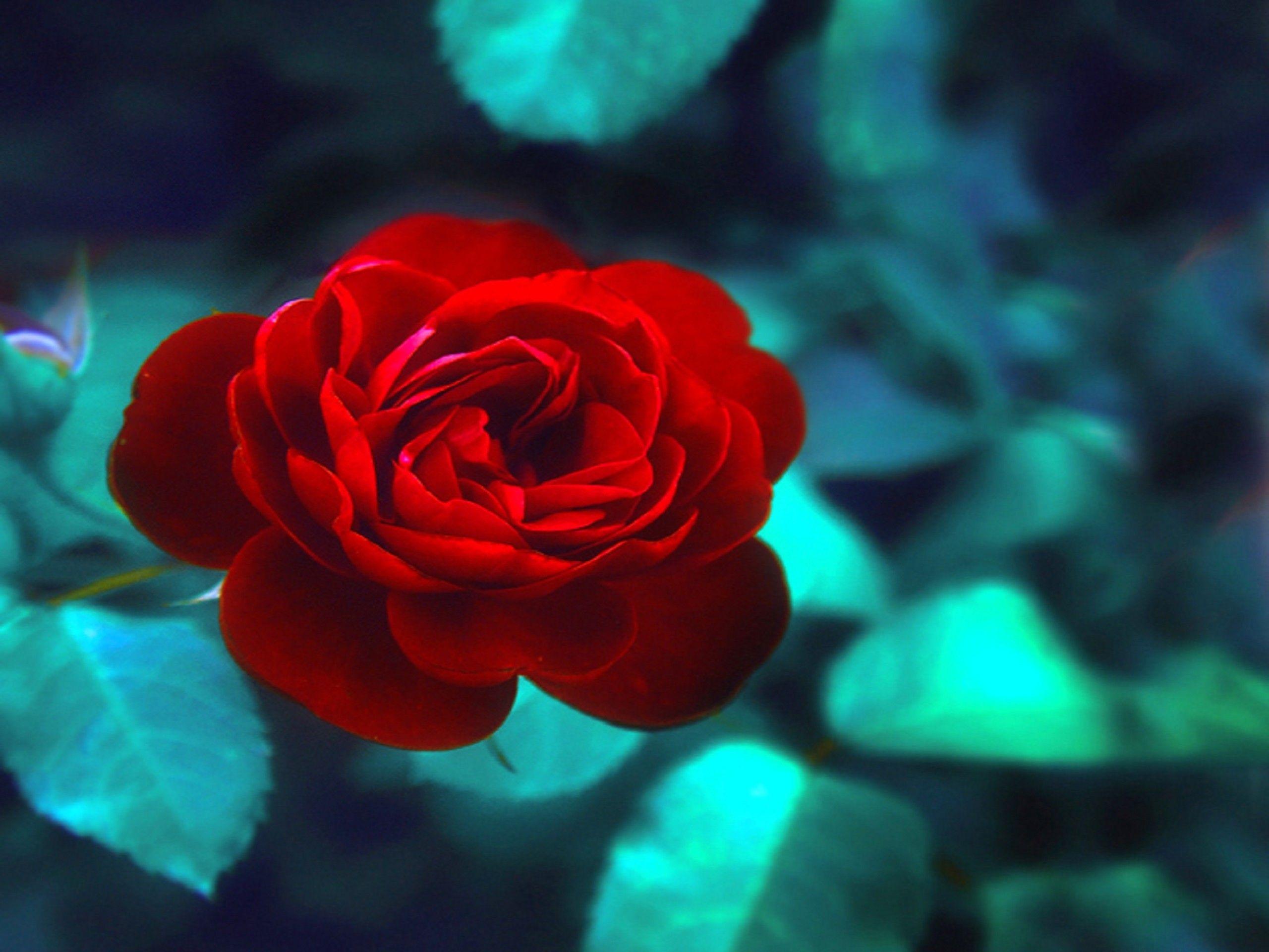Roja Flower Wallpapers - Wallpaper Cave