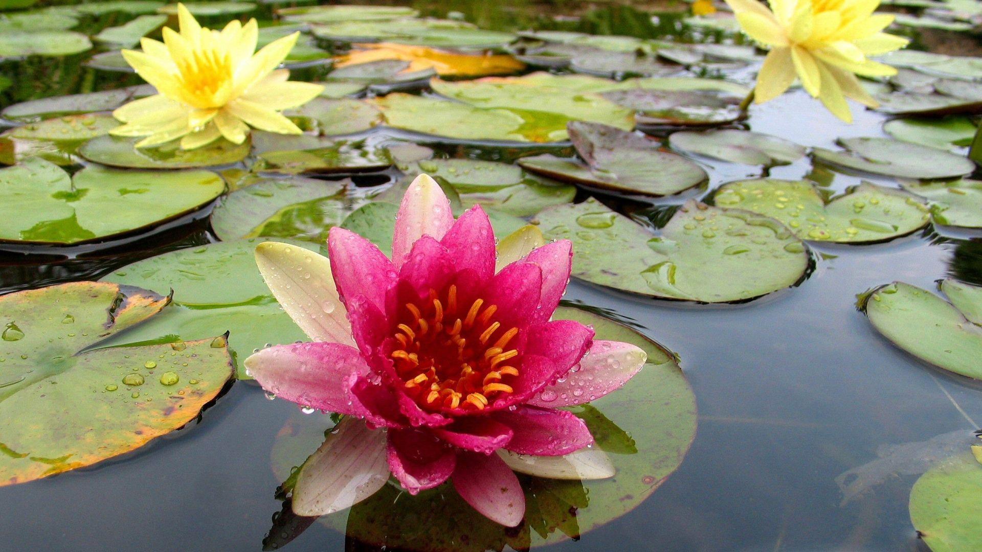 Red Lotus Flower Wallpapers - Wallpaper Cave