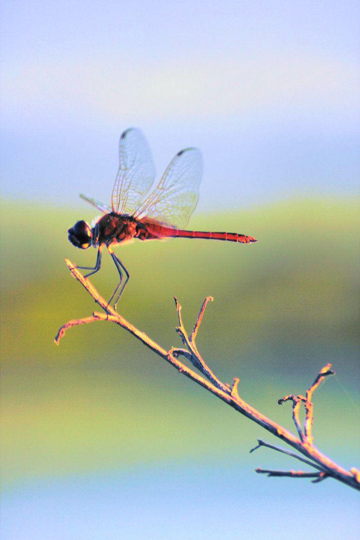 Wallpapers Capung - Wallpaper Cave