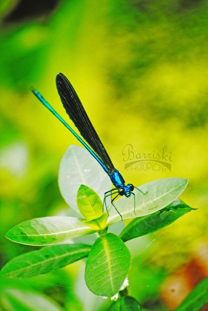 Wallpapers Capung - Wallpaper Cave