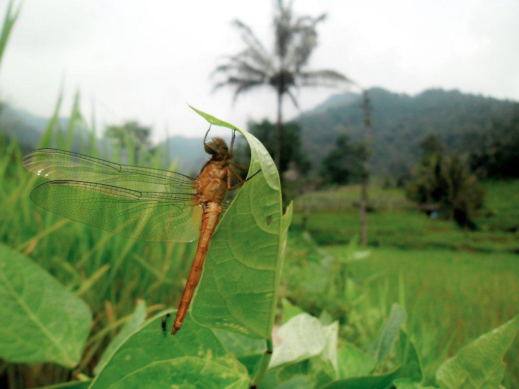 Wallpapers Capung - Wallpaper Cave