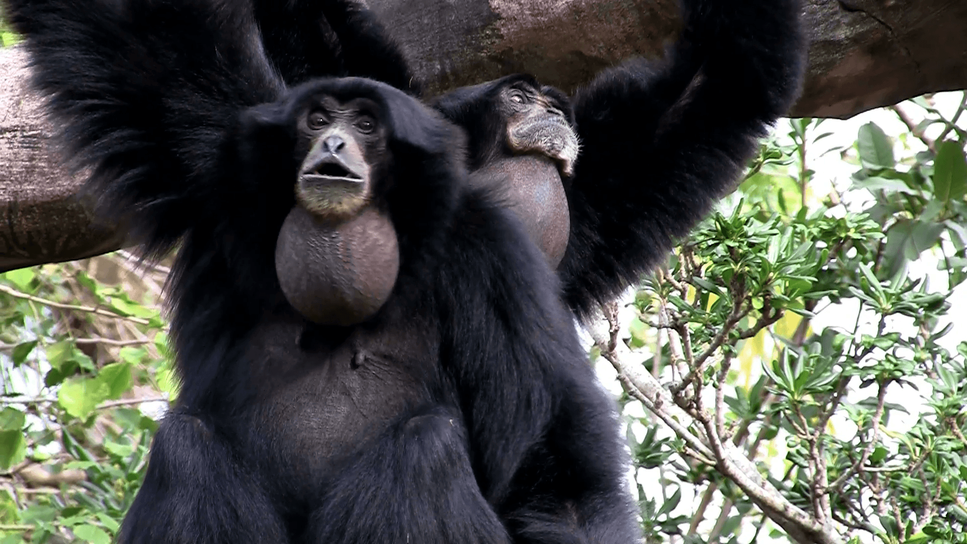 Siamang Wallpapers - Wallpaper Cave