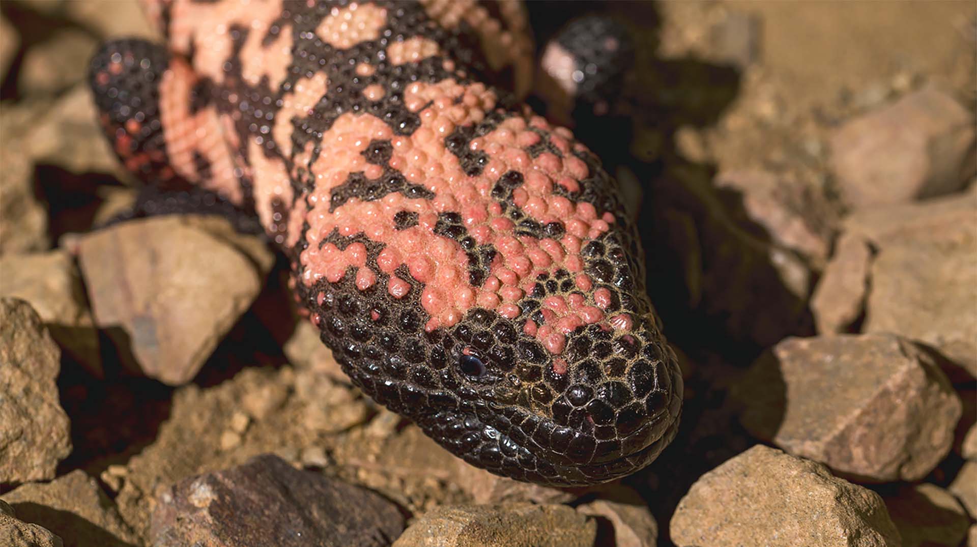 Gila Monster Wallpapers - Wallpaper Cave