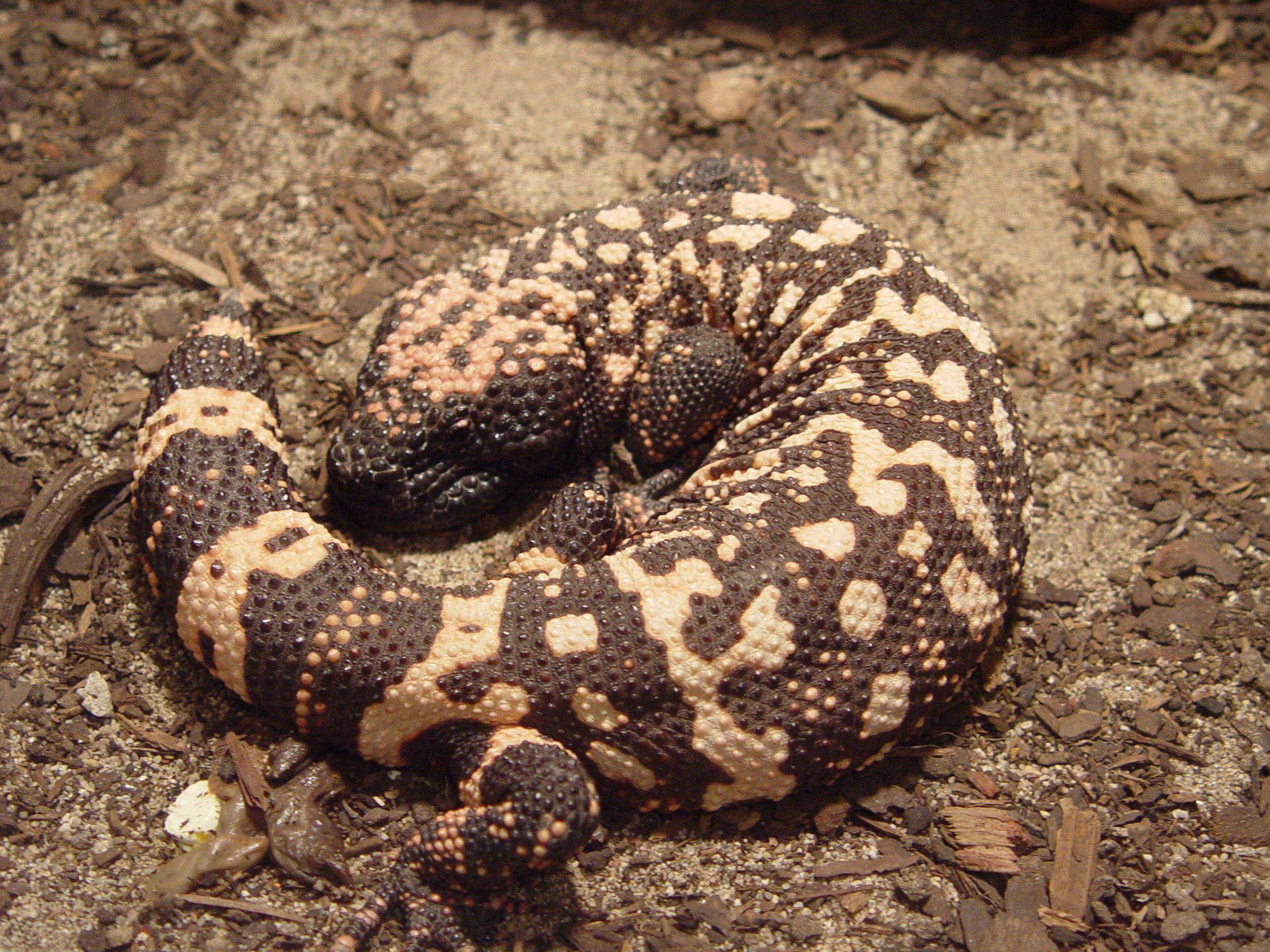 Gila Monster Wallpapers - Wallpaper Cave