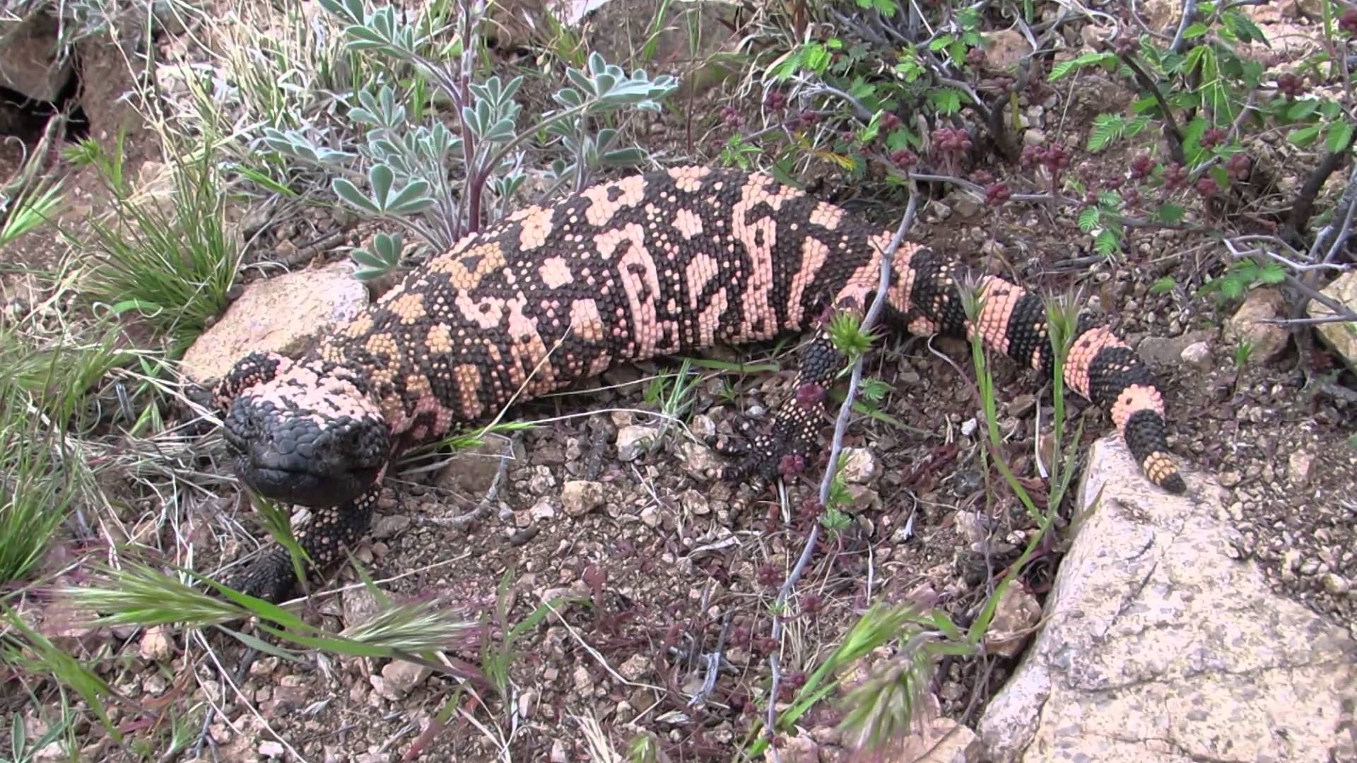 Gila Monster Wallpapers - Wallpaper Cave
