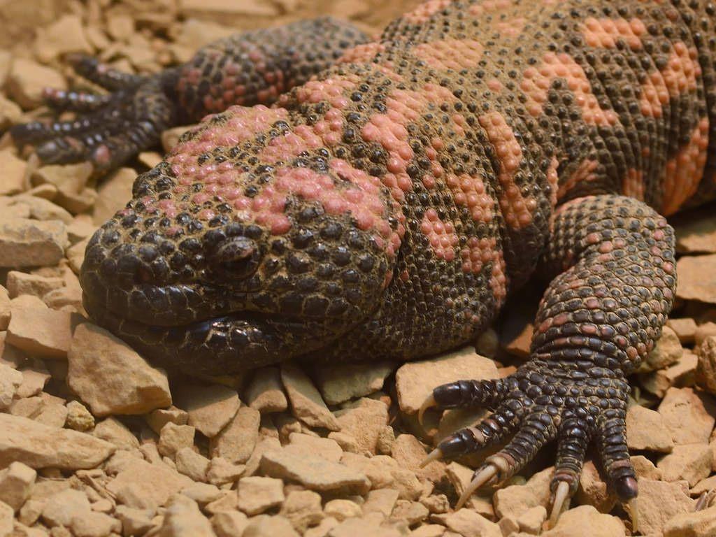 Gila Monster Wallpapers - Wallpaper Cave