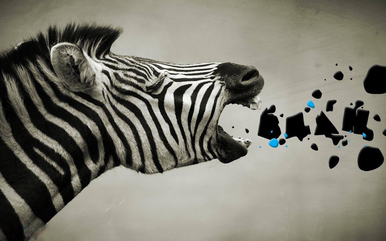 Zebra Wallpapers - Wallpaper Cave