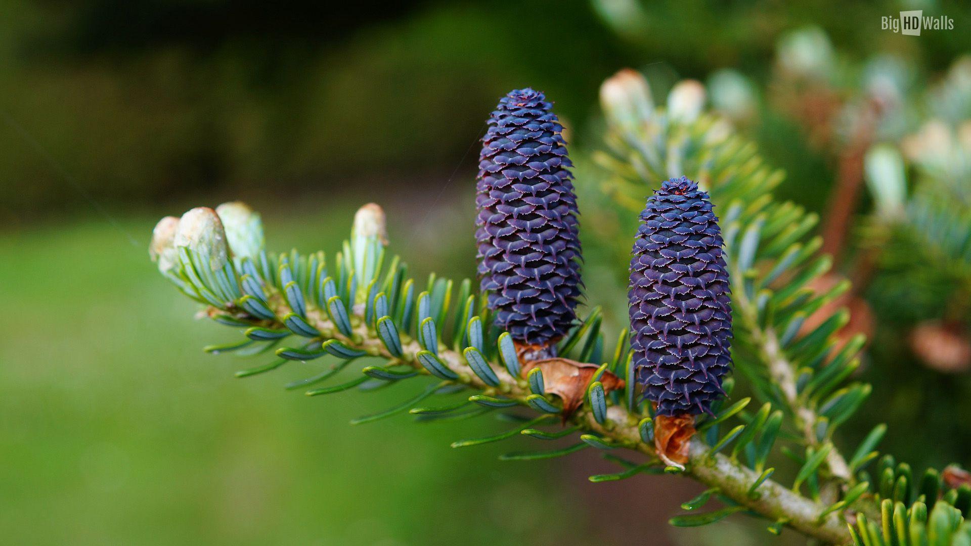 Fruits Tree Wallpapers - Wallpaper Cave