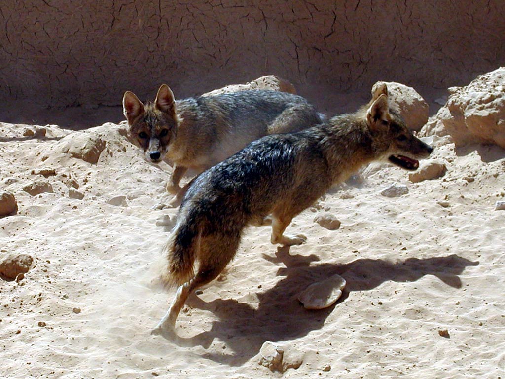 Jackal Wallpapers - Wallpaper Cave