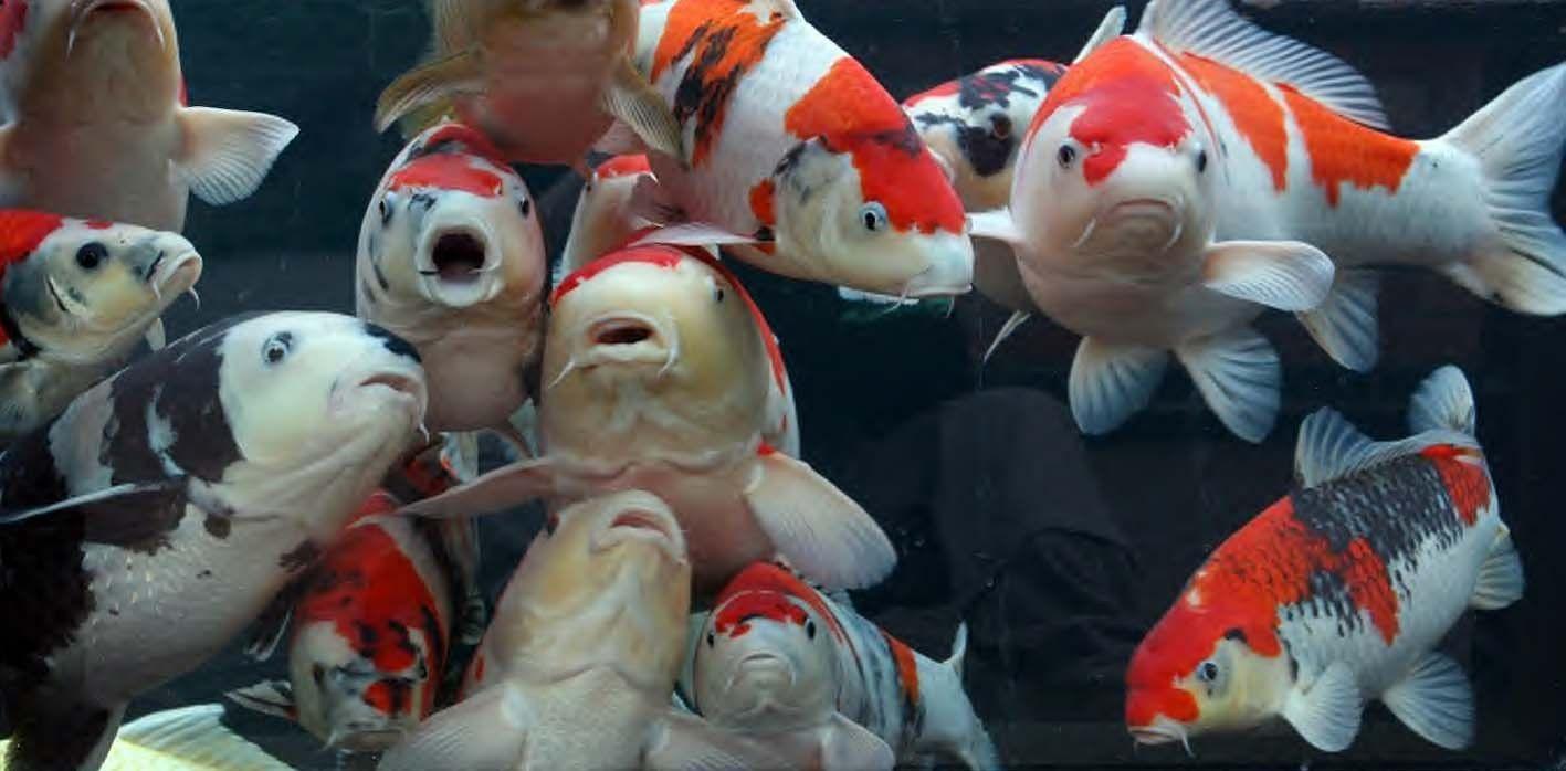 Koi Desktop Wallpapers - Wallpaper Cave