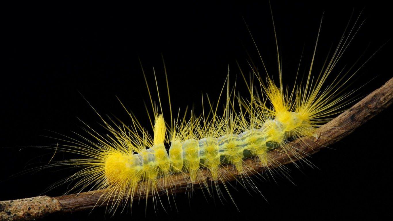 Caterpillar Full HD Wallpapers - Wallpaper Cave