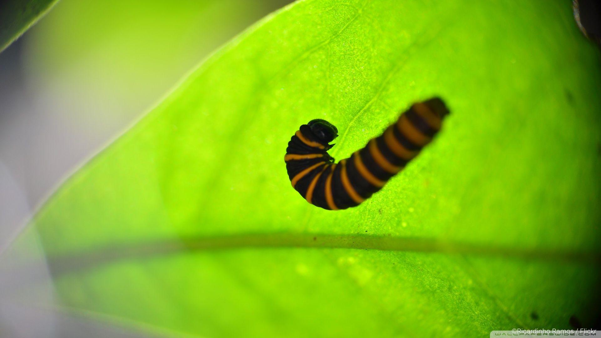 Caterpillar From A Bug S Life Hd Wallpaper