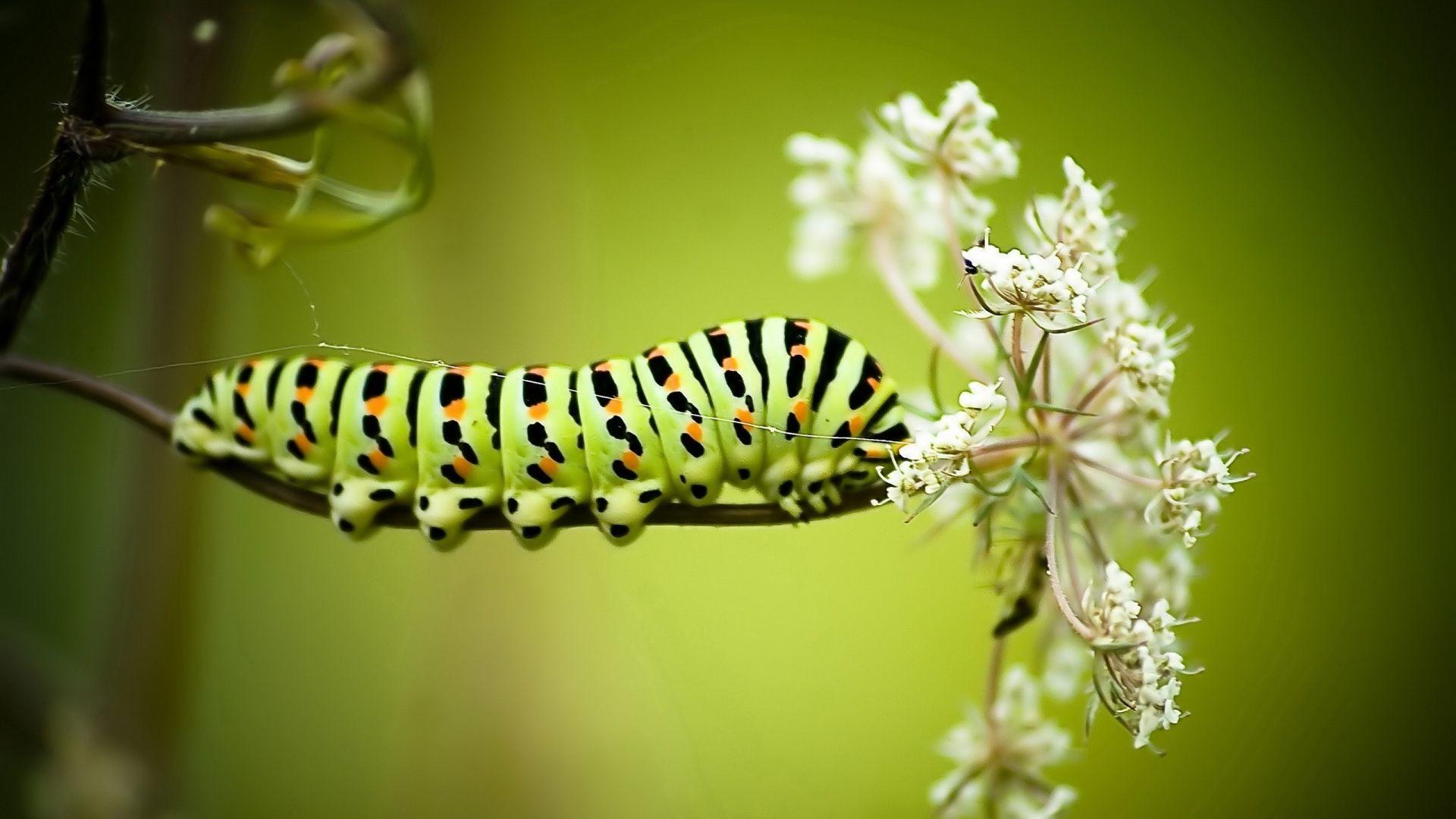 Caterpillar Full HD Wallpapers - Wallpaper Cave