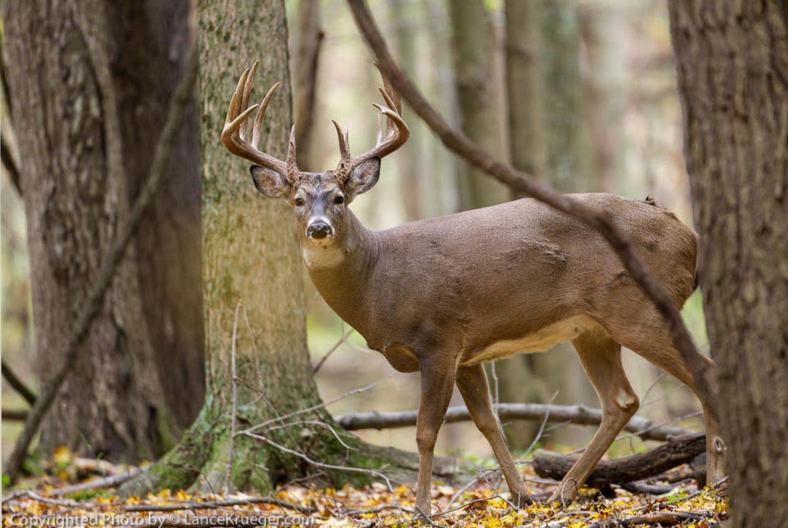 Deer Backgrounds - Wallpaper Cave