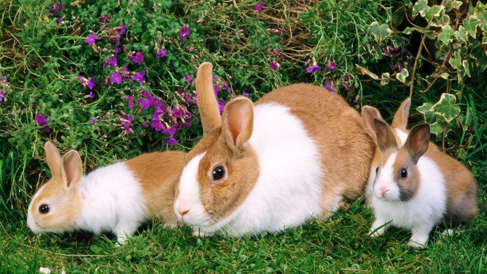 Rabbits Wallpapers - Wallpaper Cave