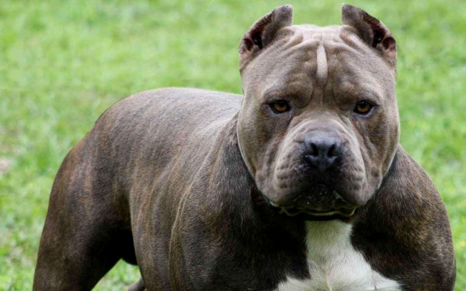 American Pitbull Terrier Wallpapers - Wallpaper Cave