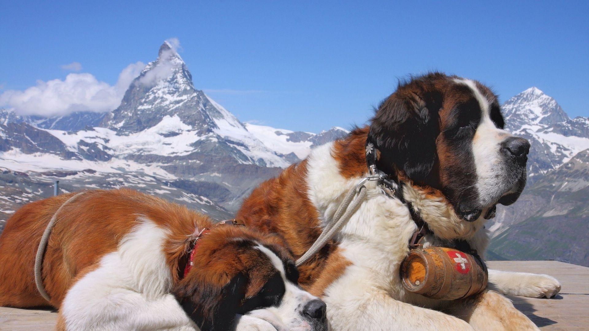 Saint Brand Dog Wallpapers - Wallpaper Cave