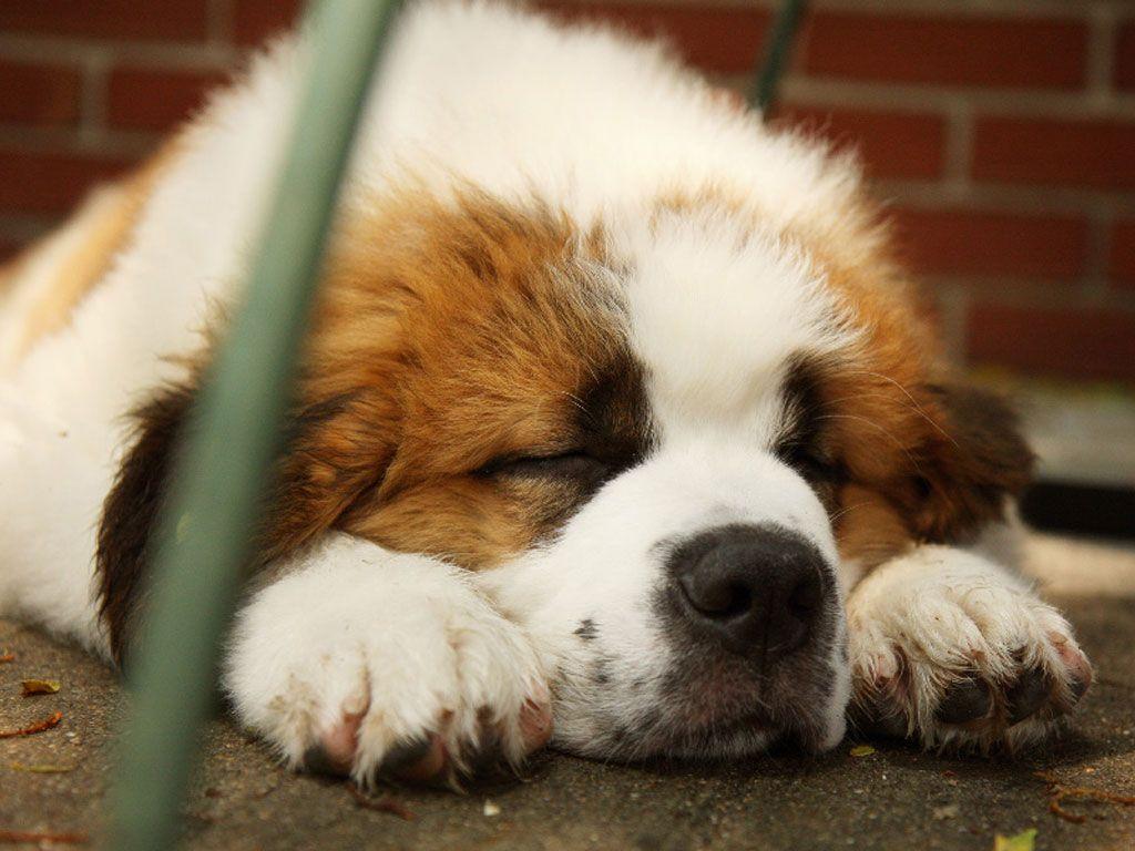 Saint Brand Dog Wallpapers - Wallpaper Cave