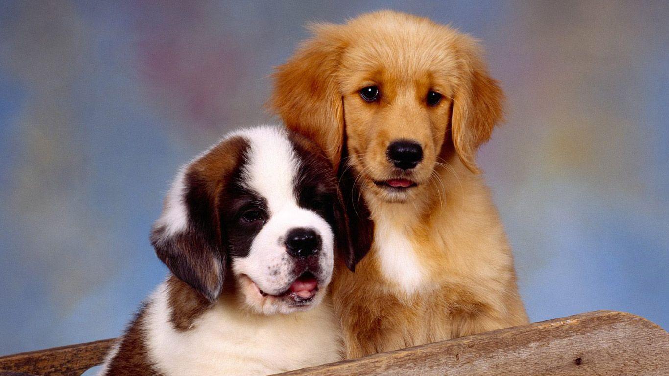 Saint Brand Dog Wallpapers - Wallpaper Cave