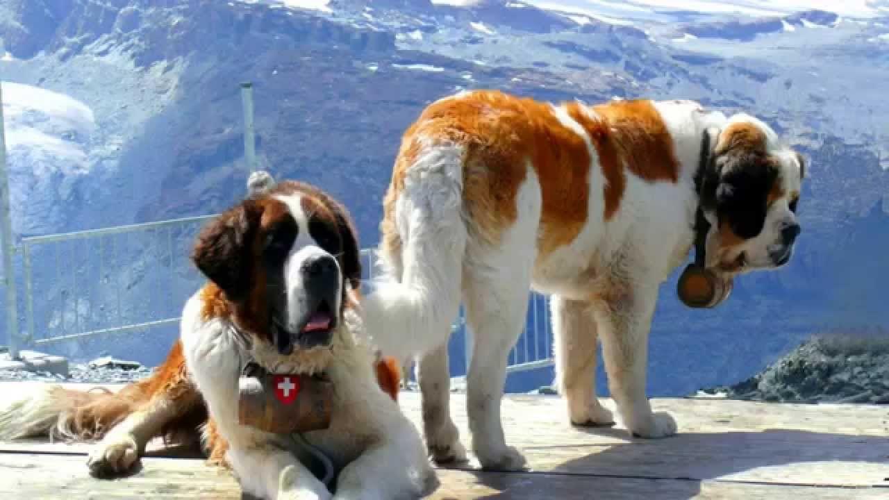 Saint Brand Dog Wallpapers - Wallpaper Cave