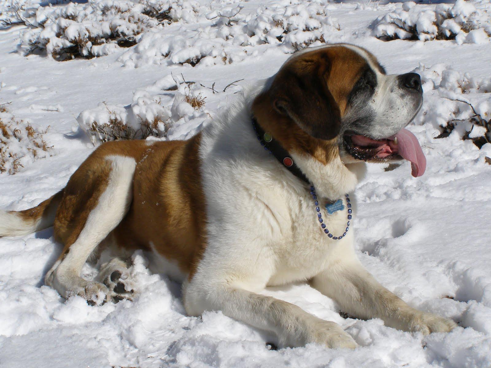 Saint Brand Dog Wallpapers - Wallpaper Cave
