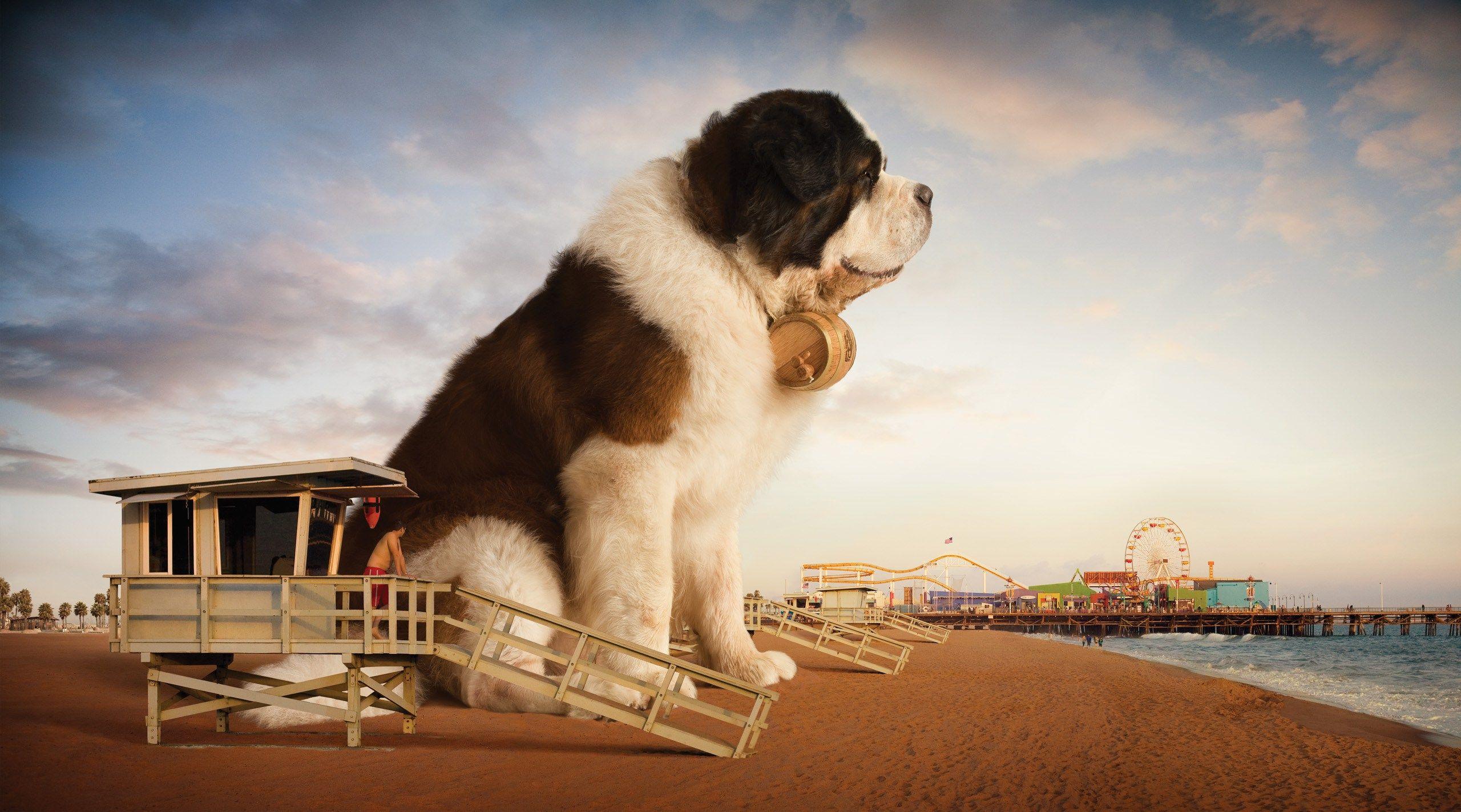 Saint Brand Dog Wallpapers - Wallpaper Cave